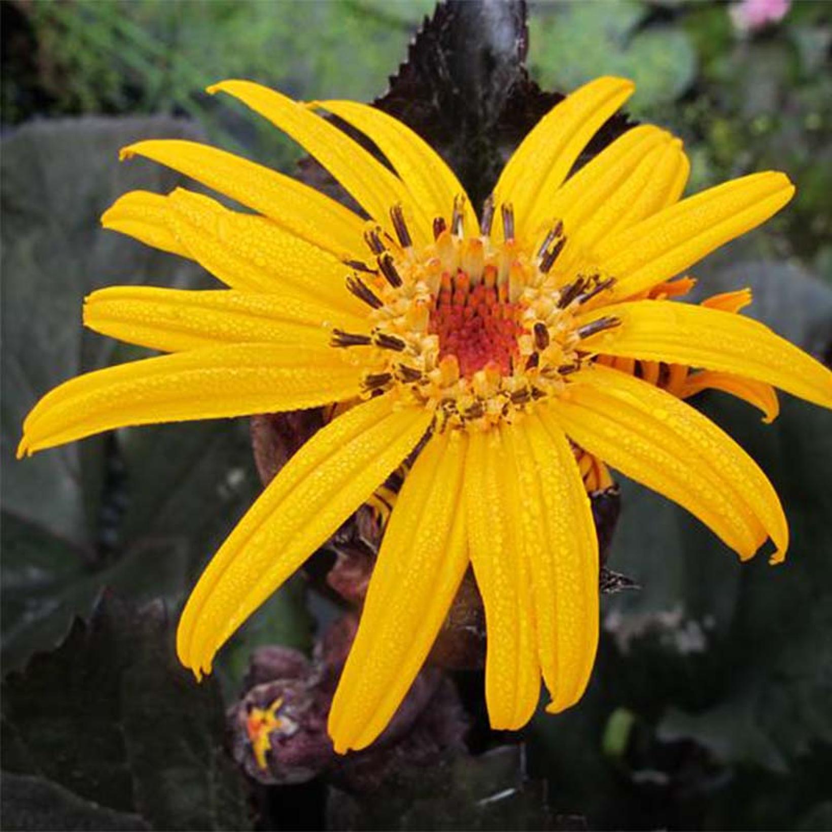 Ligularia dentata Pandora - Ligulaire compacte, à feuillage violet-vert ...