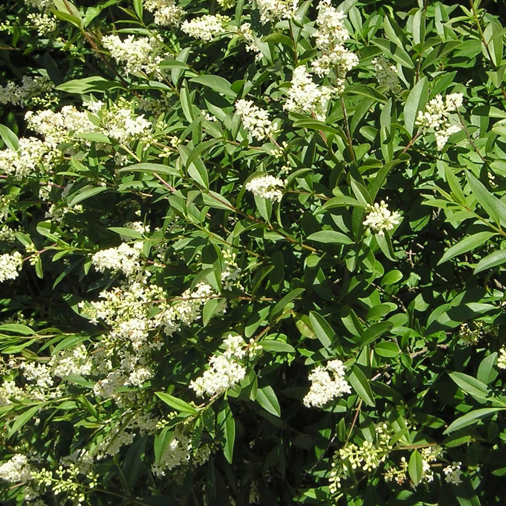Ligustrum vulgare Lodense - Troène commun, nain, à floraison odorante