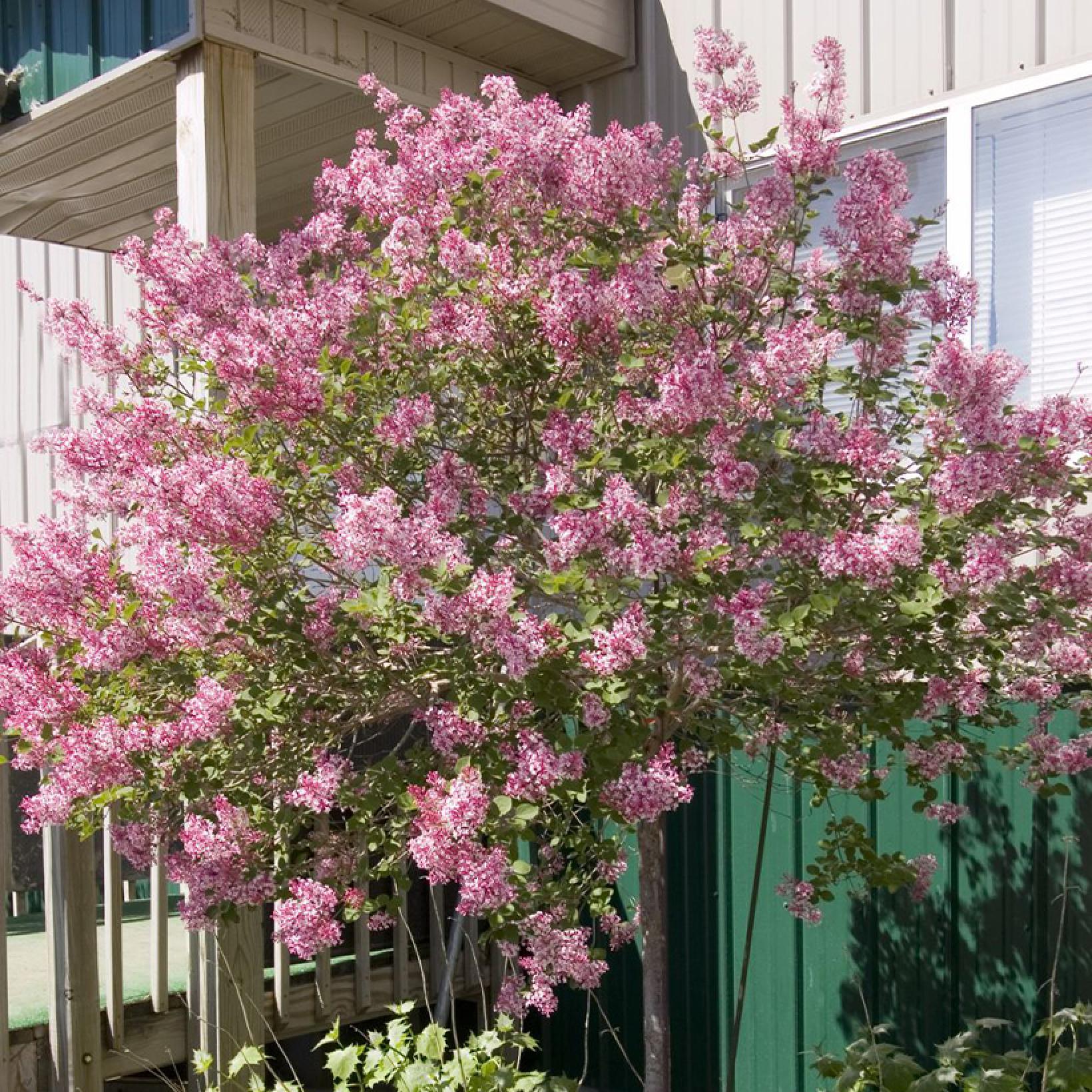 Syringa Tinkerbelle - Lilas nain rouge vineux et rose très parfumé