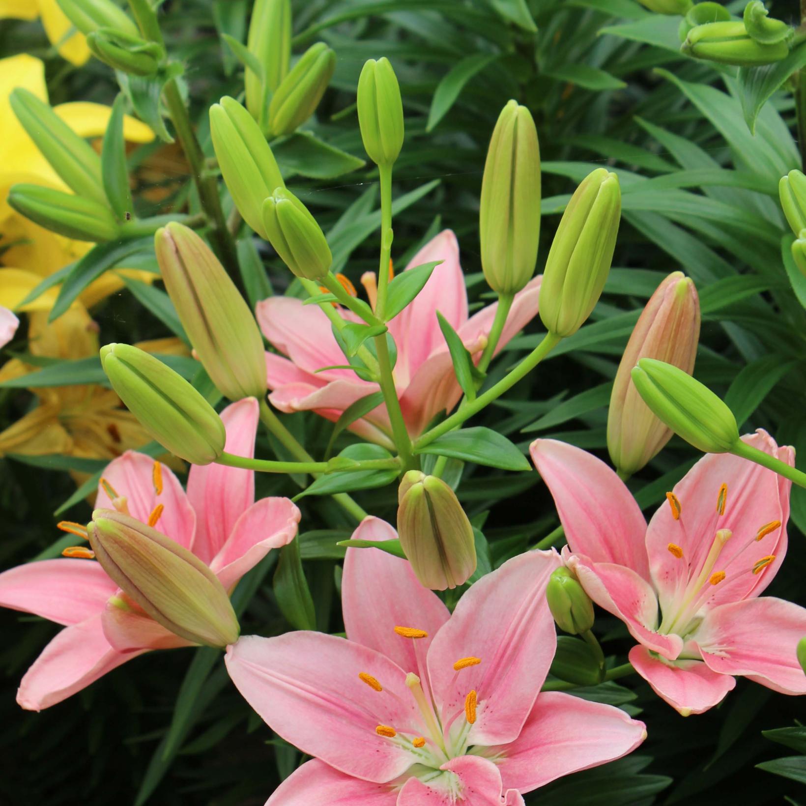 Lilium Foxtrot - Hybride de Lis asiatique - Lys - Variété hâtive ...