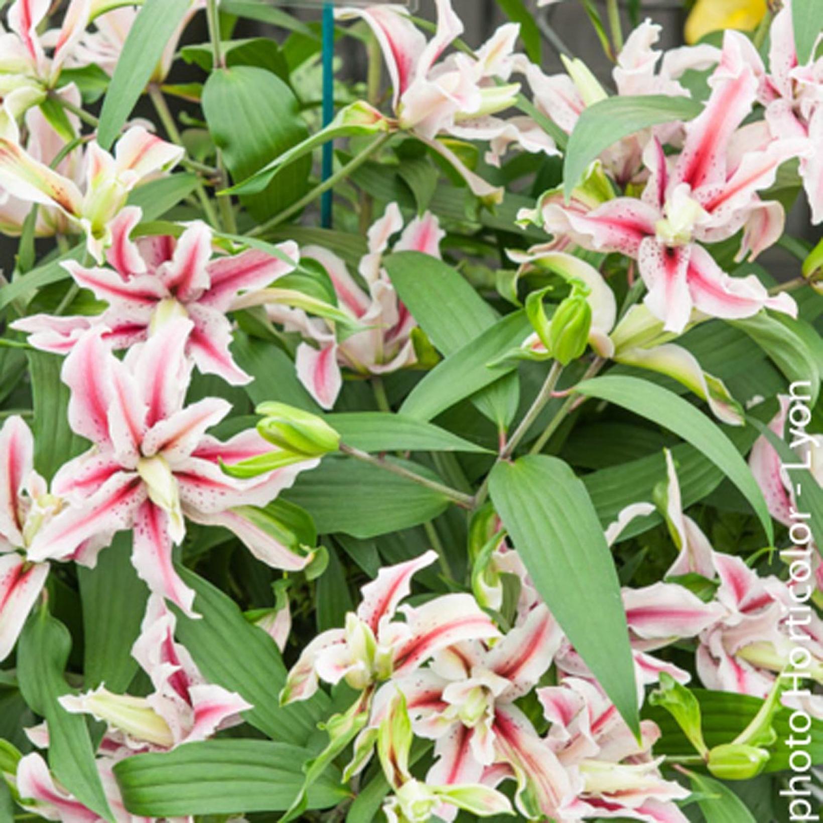 Lilium Magic Star - Groupe oriental double - Hybride - Grandes fleurs ...