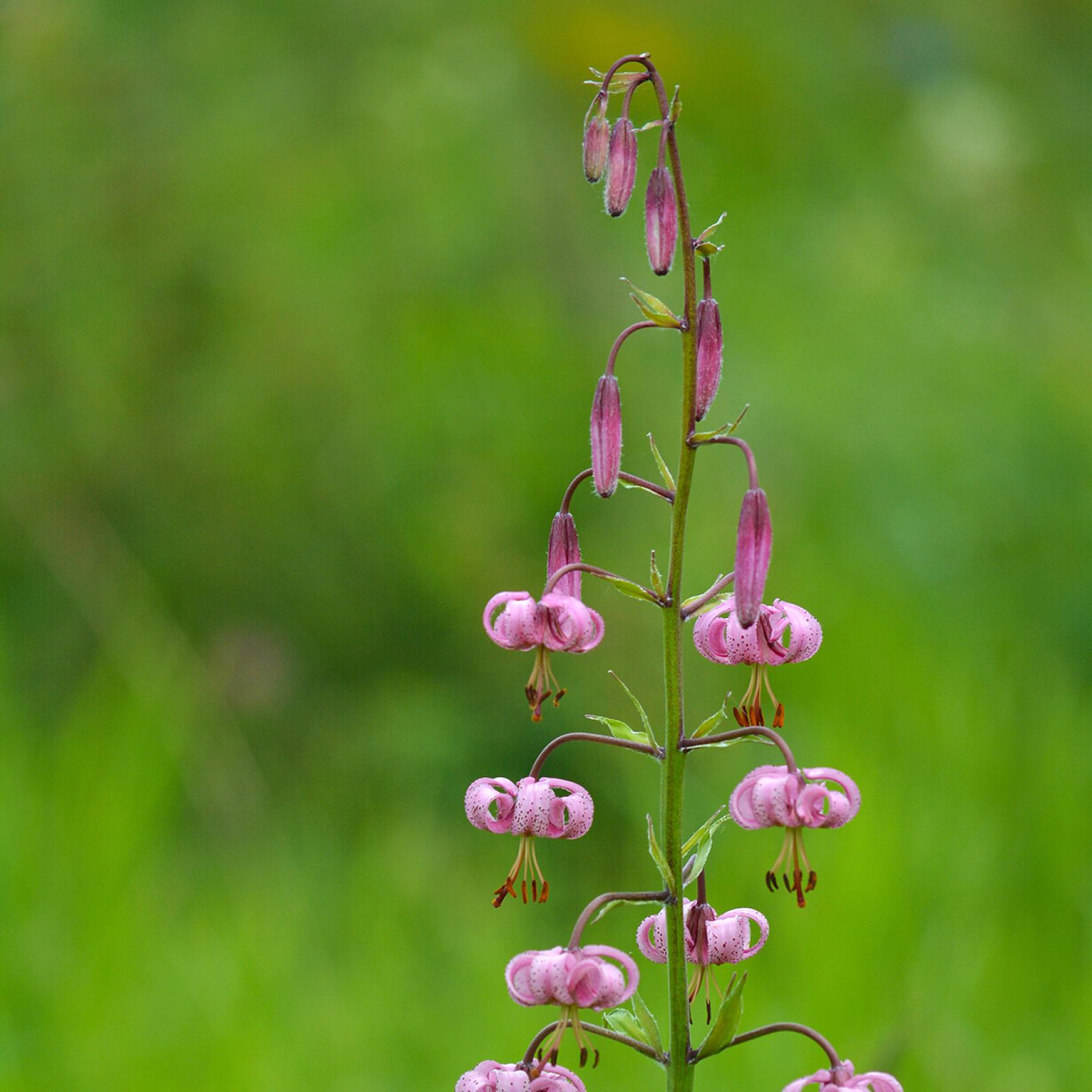 Lis martagon - Lilium martagon - Lys botanique - Un lis de nos ...