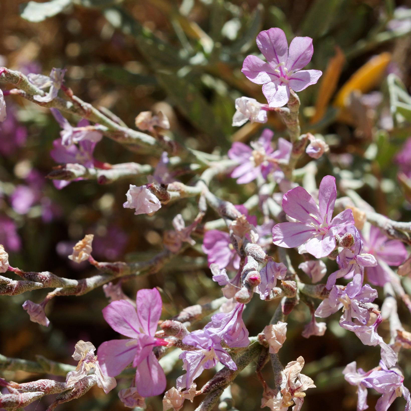 Limoniastrum monopetalum - Grand statice - Lavande de mer - Arbrisseau ...