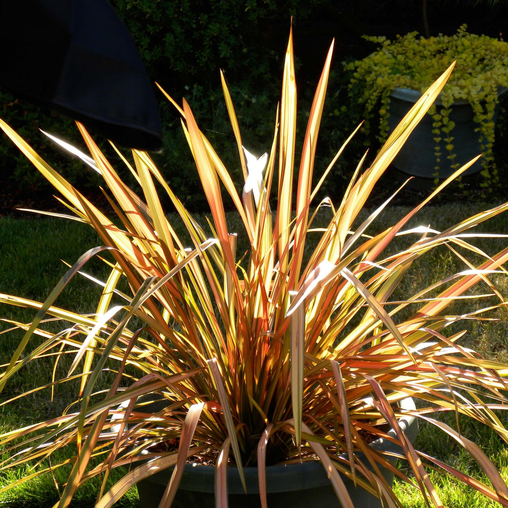 Phormium tenax Flamingo - Lin de Nouvelle-Zélande à longues feuilles ...