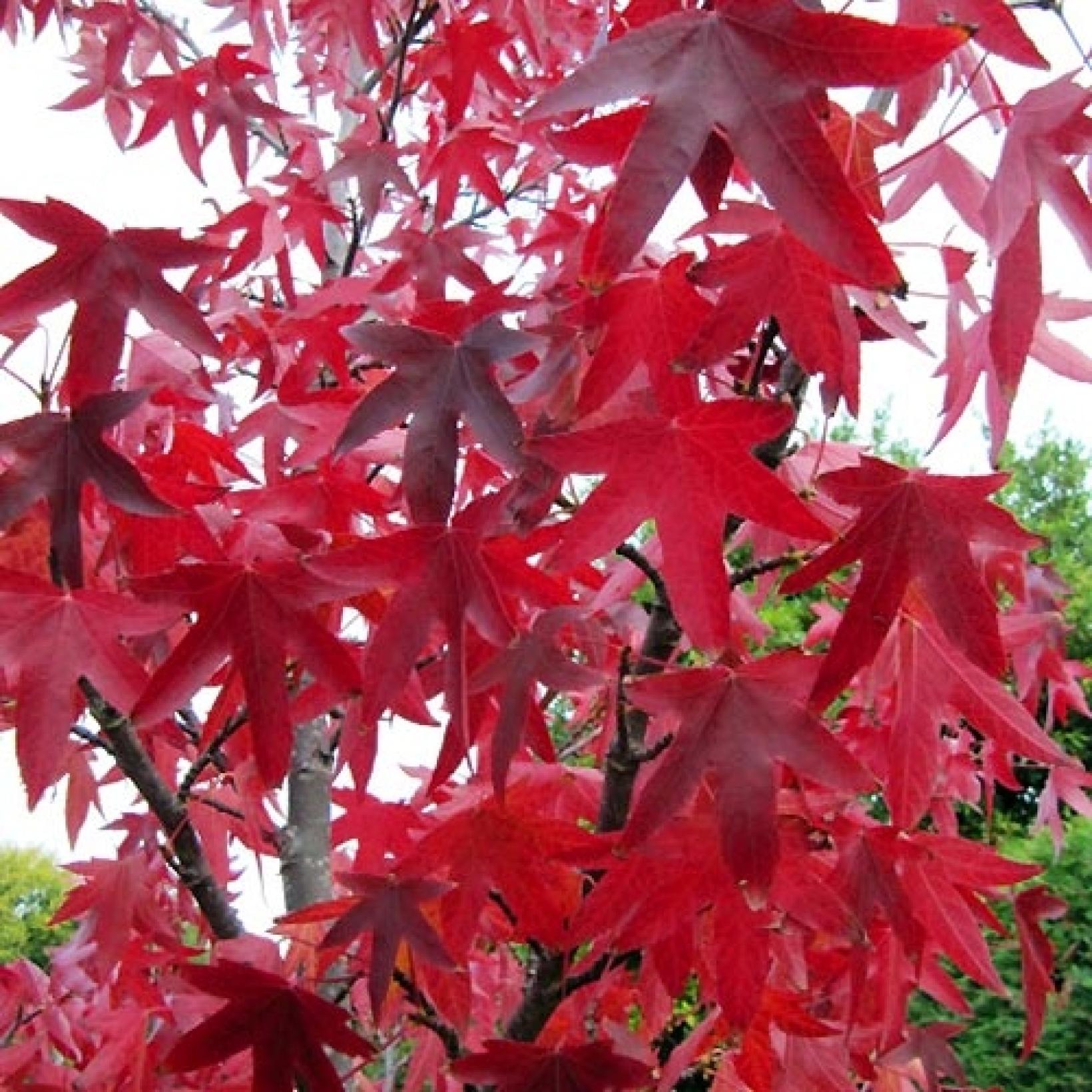 Liquidambar styraciflua Slender Silhouette - Copalme d'Amérique à port colonnaire