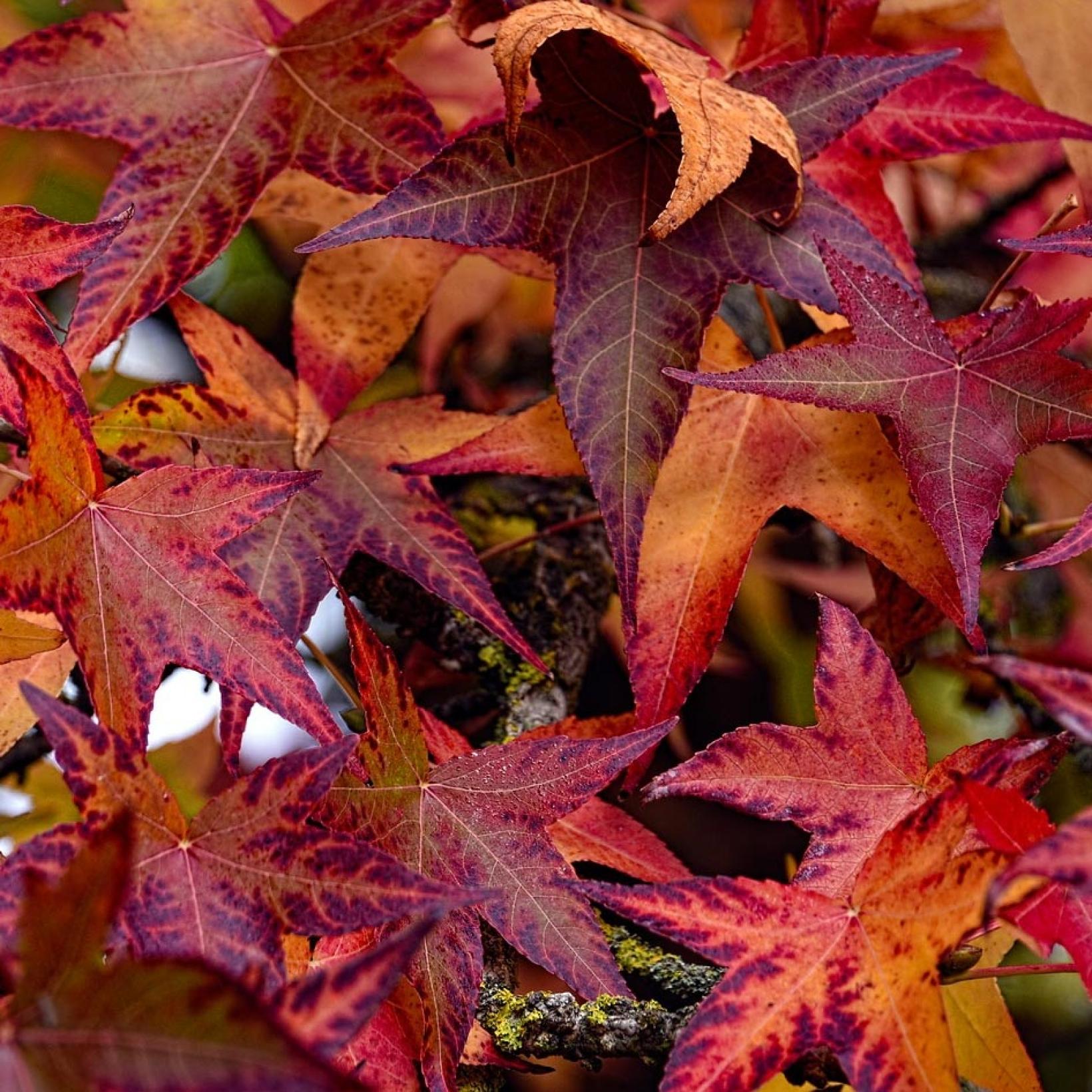 Liquidambar styraciflua Slender Silhouette - Copalme d'Amérique à port ...