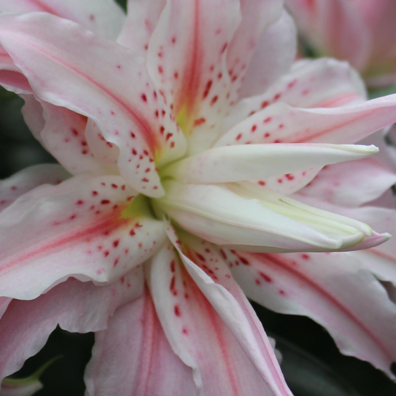 Lilium Broken Heart - Hybride de Lis asiatique - Lys - Fleurs ...