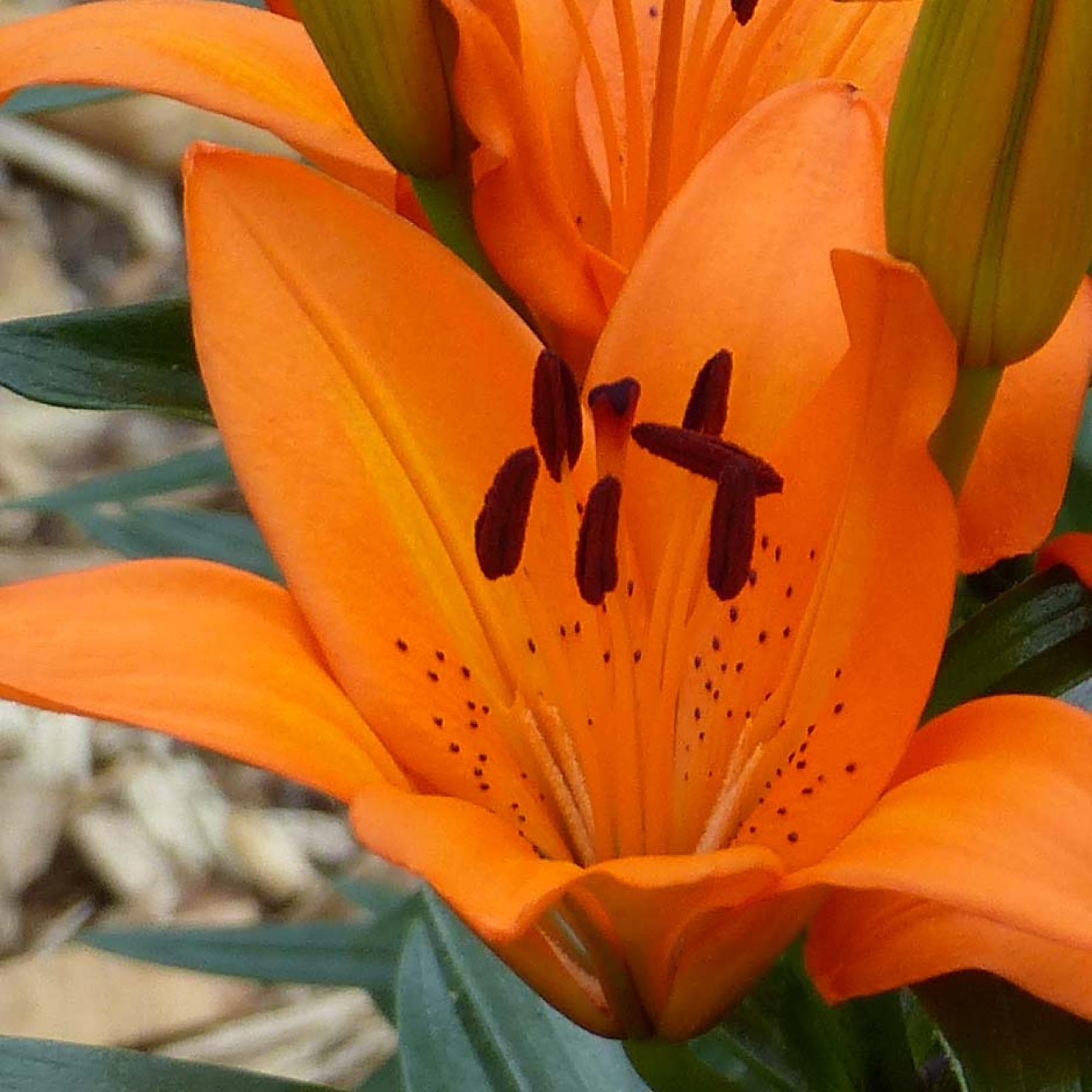 Lilium Orange Pixie - Lis asiatique nain, à fleurs orange pur.