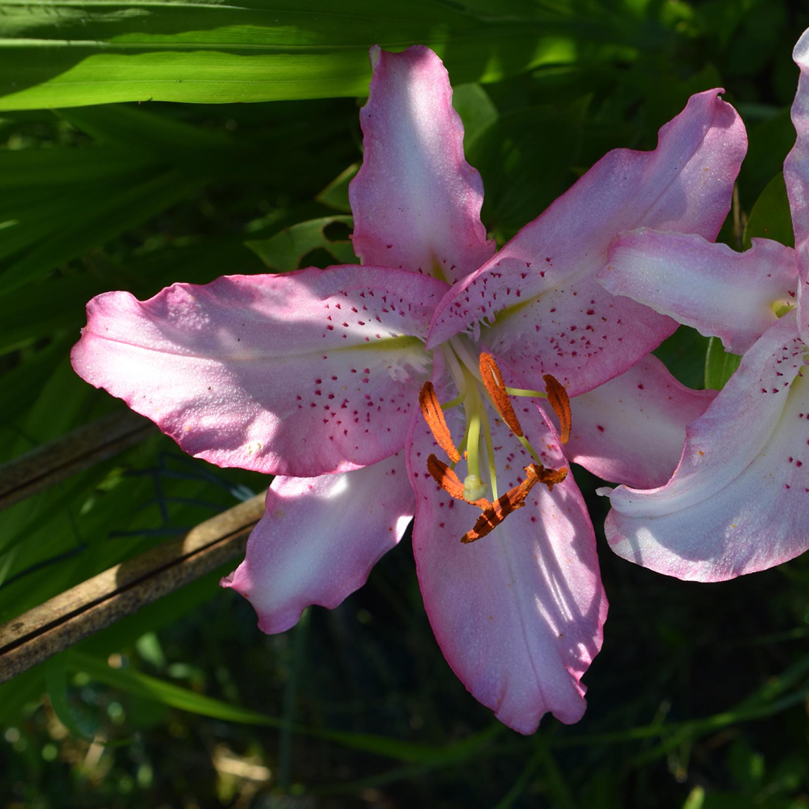 Lis oriental Josephine - Bulbe doté de grandes fleurs roses et blanches ...