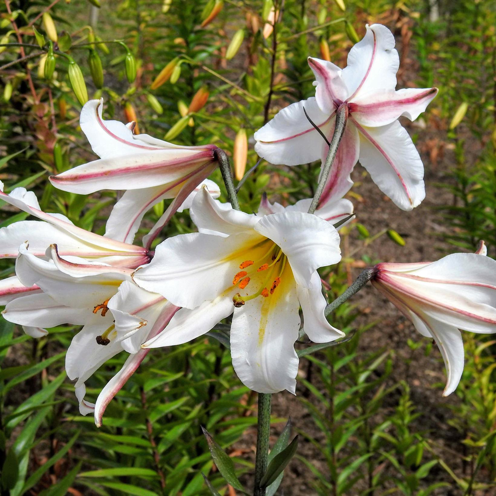 Lilium regale - Lis royal - Lis Botanique - grandes fleurs en trompette ...