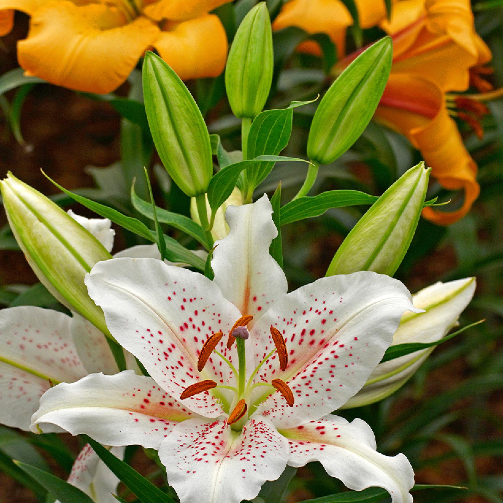 Lis Groupe trompette Oriental - Lilium Muscadet - Hybrides orientaux ...