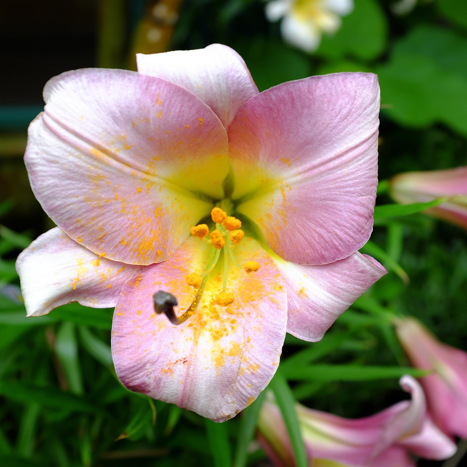 Lilium Pink Perfection - Lis hybride groupe trompette Pink Perfection ...