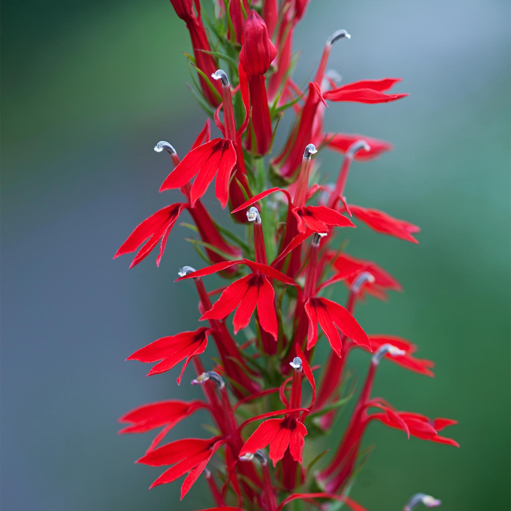 Lobelia cardinalis - Lobélie cardinale - Vivace de berge et de sol humide aux fleurs rouges