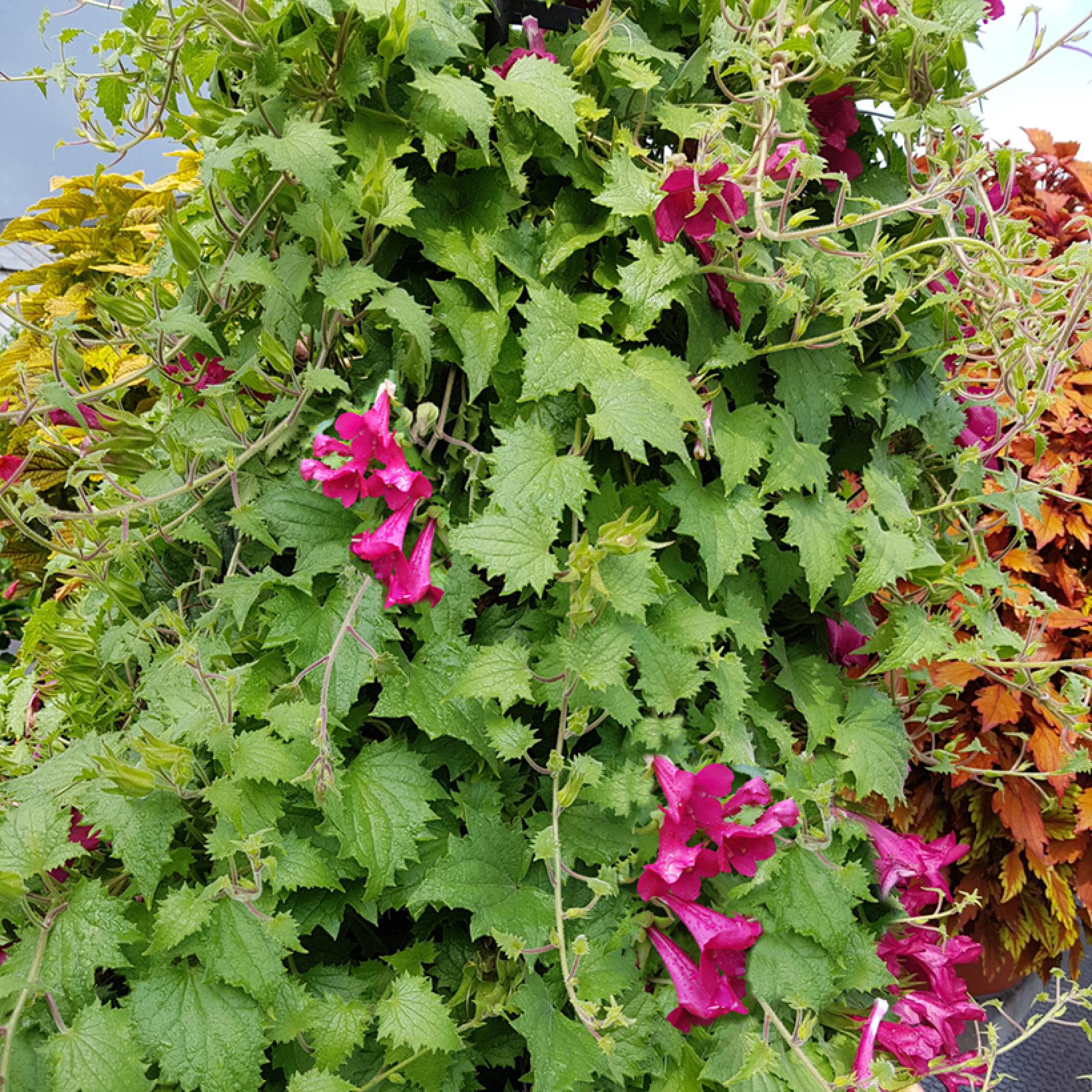 Lofos rose - Lophospermum scandens Rosea - Muflier grimpant volubile
