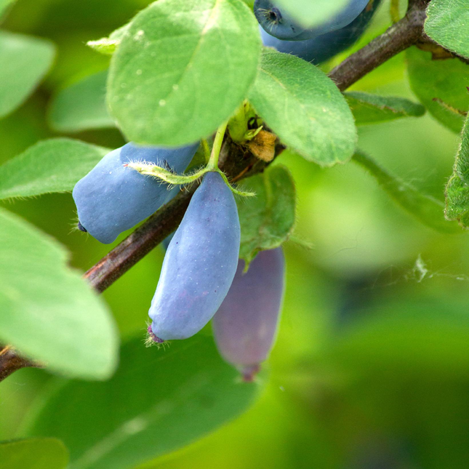 Lonicera caerulea Strawberry Sensation - Camérisier - Arbuste à gros fruits bleus savoureux
