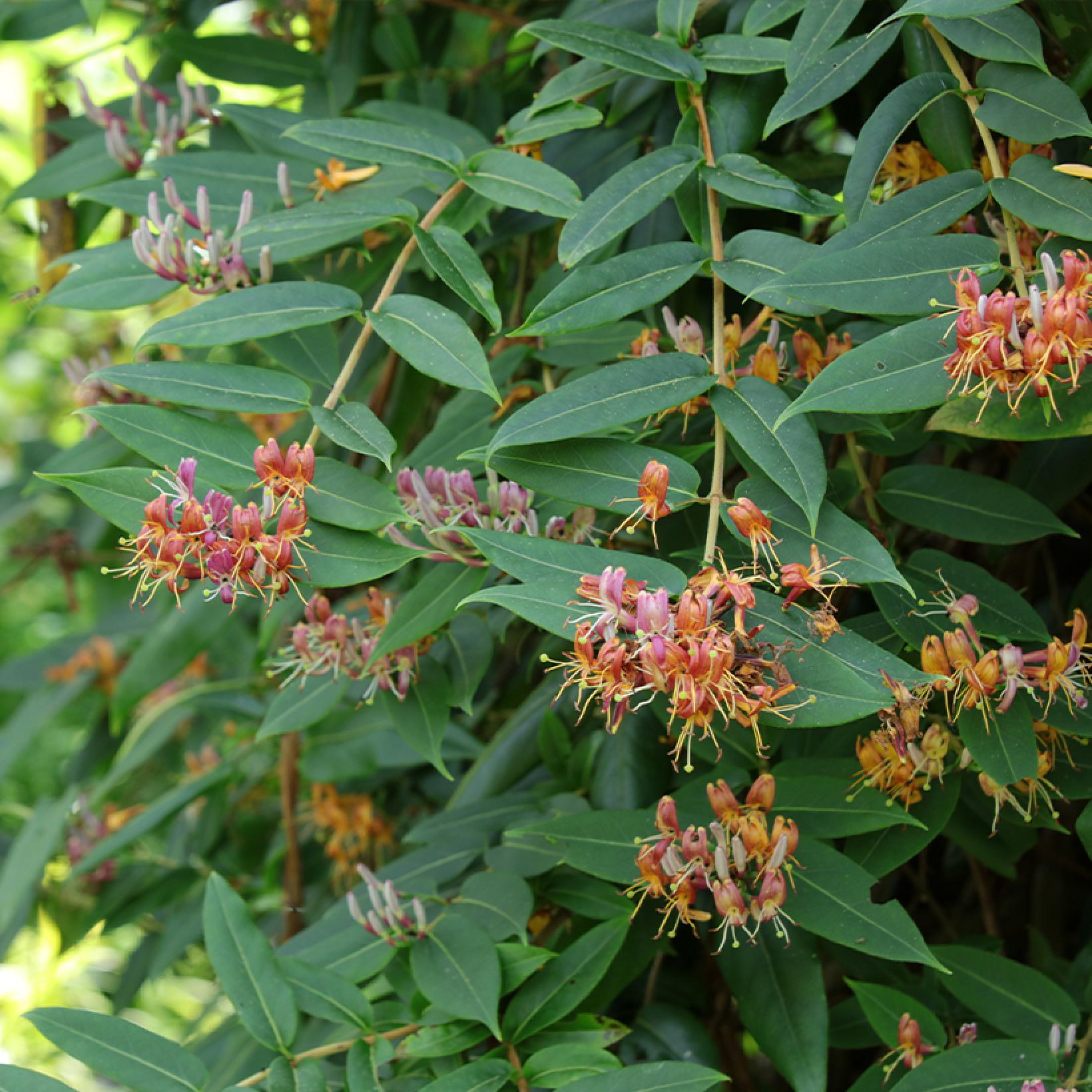Lonicera henryi - Chèvrefeuille de Henry - Une grimpante élégante