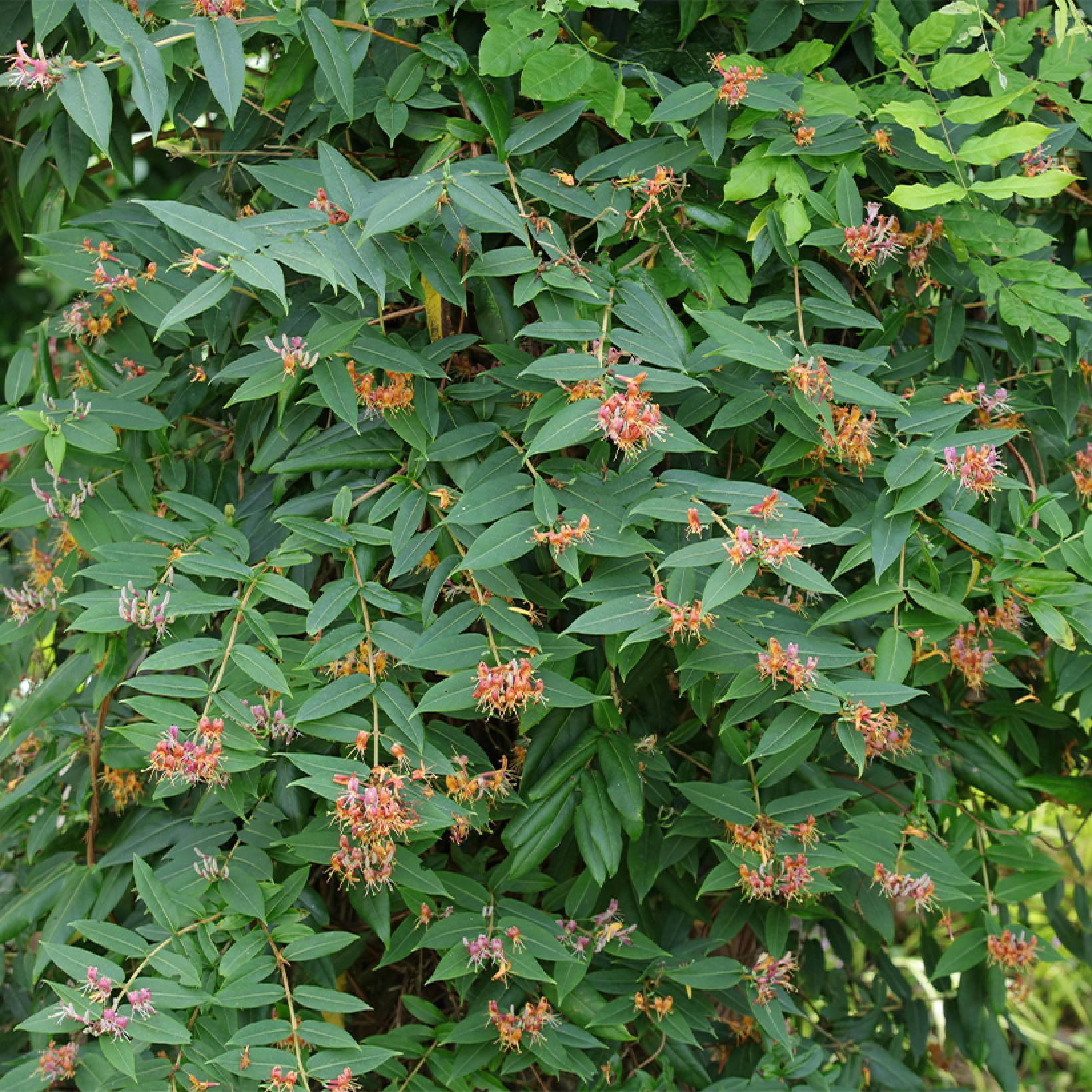 Lonicera henryi - Chèvrefeuille de Henry - Une grimpante élégante