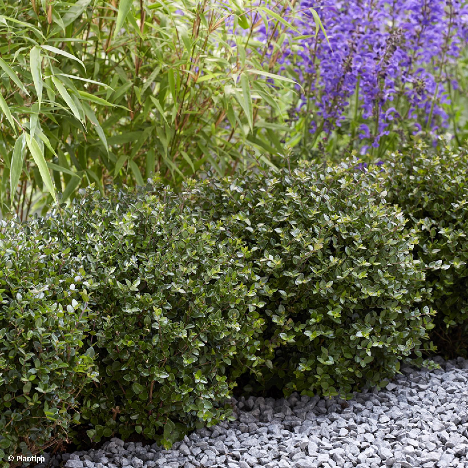 Lonicera nitida Garden Clouds Copper Glow - Chèvrefeuille persistant ...