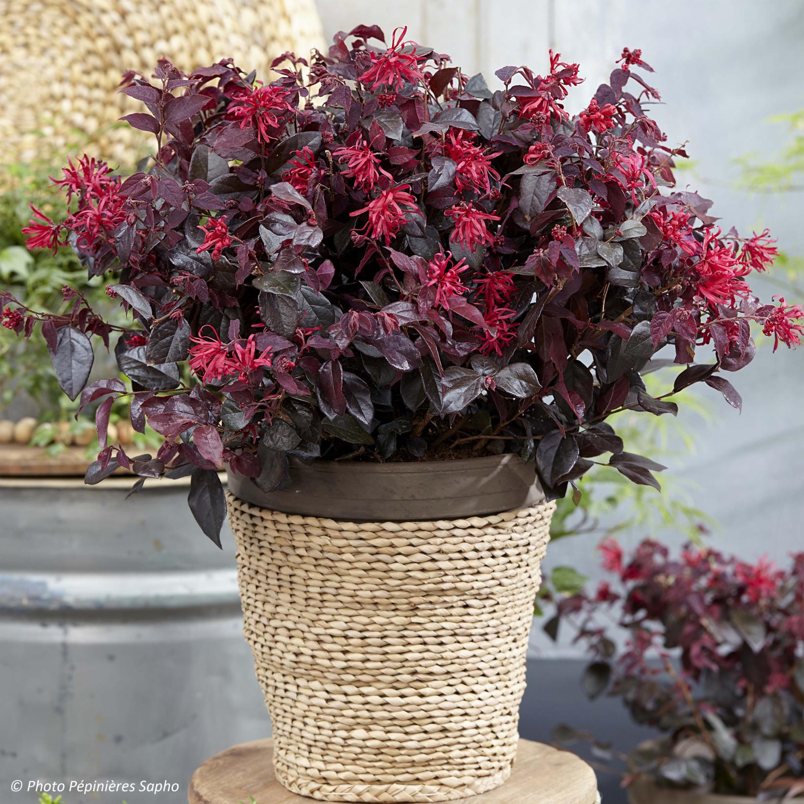 Loropetalum chinense Ever Red (Chang Nian Hong) - Arbuste pourpre