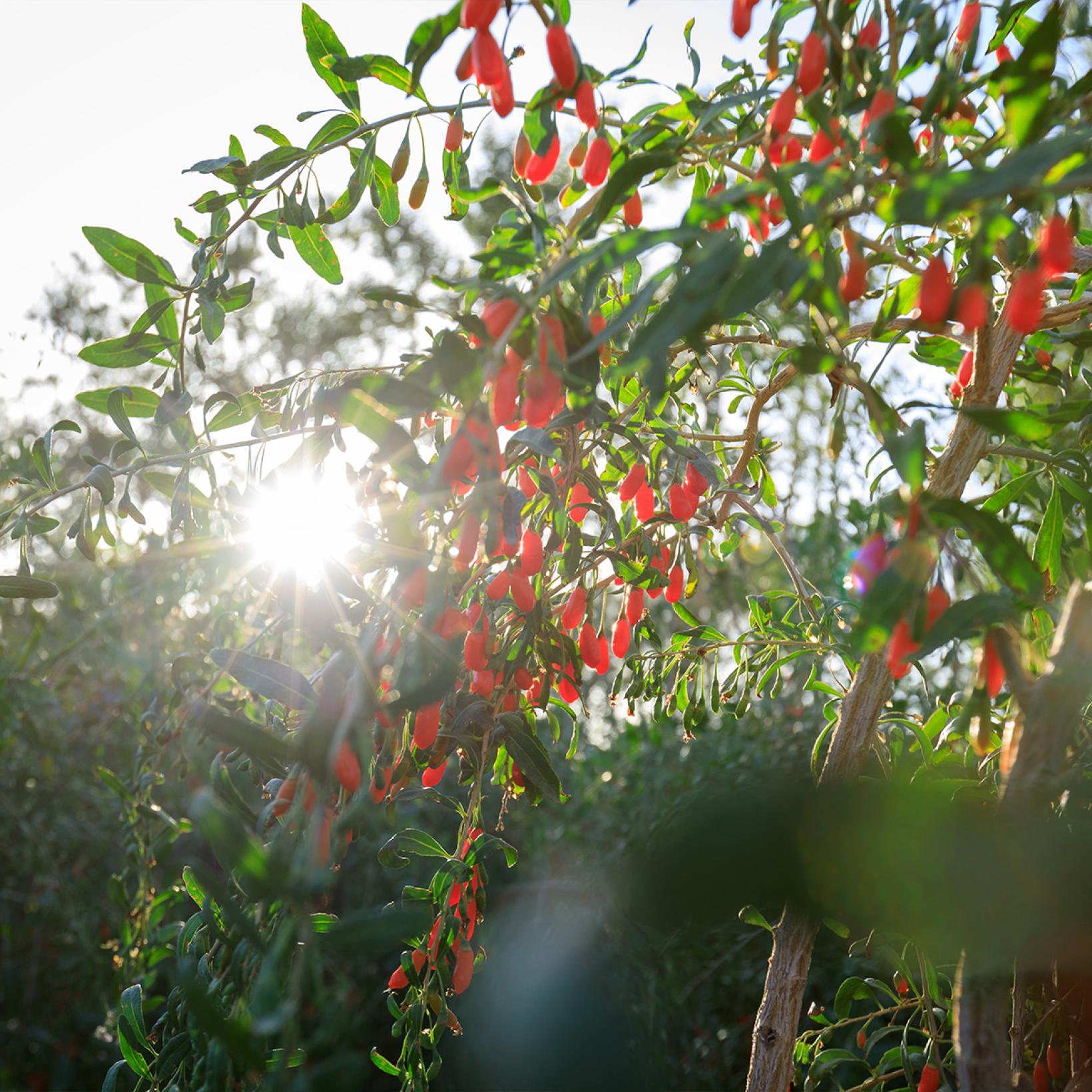 Lycium chinensis - Arbuste produisant les baies de Goji