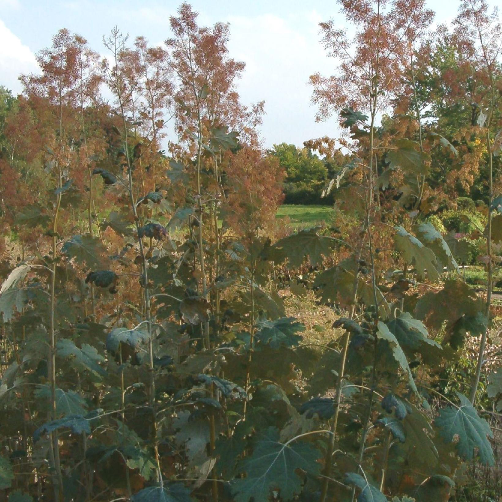Bocconie - Macleaya microcarpa Kelway's Coral Plume - Grande vivace ...