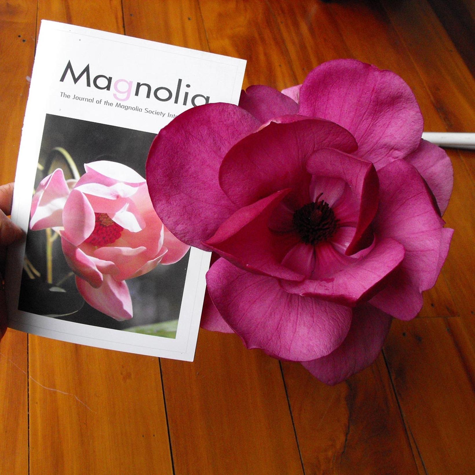 Magnolia Emperor - Variété caduque aux fleurs immenses rose foncé au ...