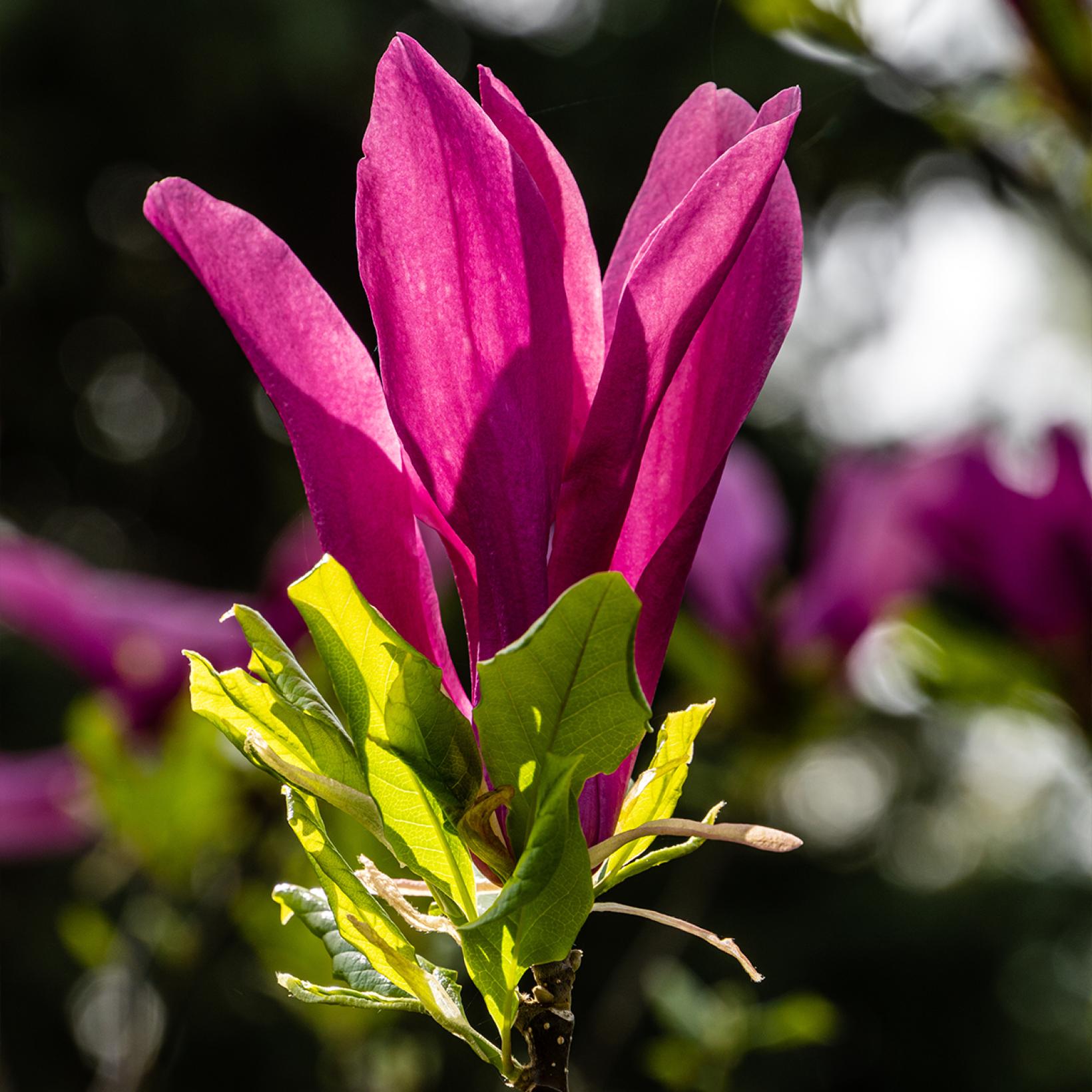 Magnolia Susan – Arbuste floribond aux fleurs parfumées rose pourpré