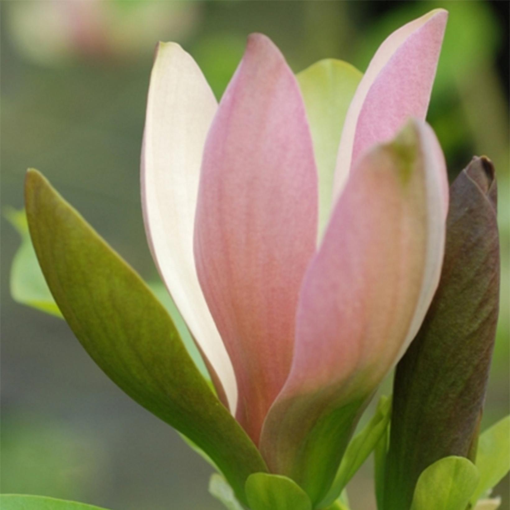 Magnolia brooklynensis Eva Maria – Fleurs rose magenta lavées de miel