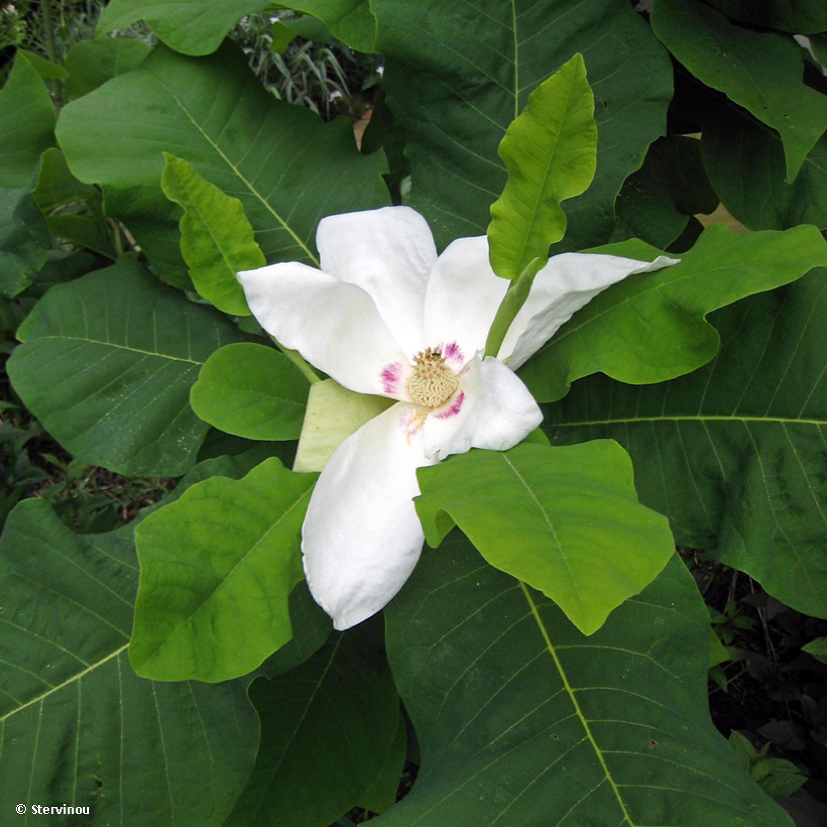 Magnolia macrophylla subsp. ashei - Magnolia à grandes feuilles et ...