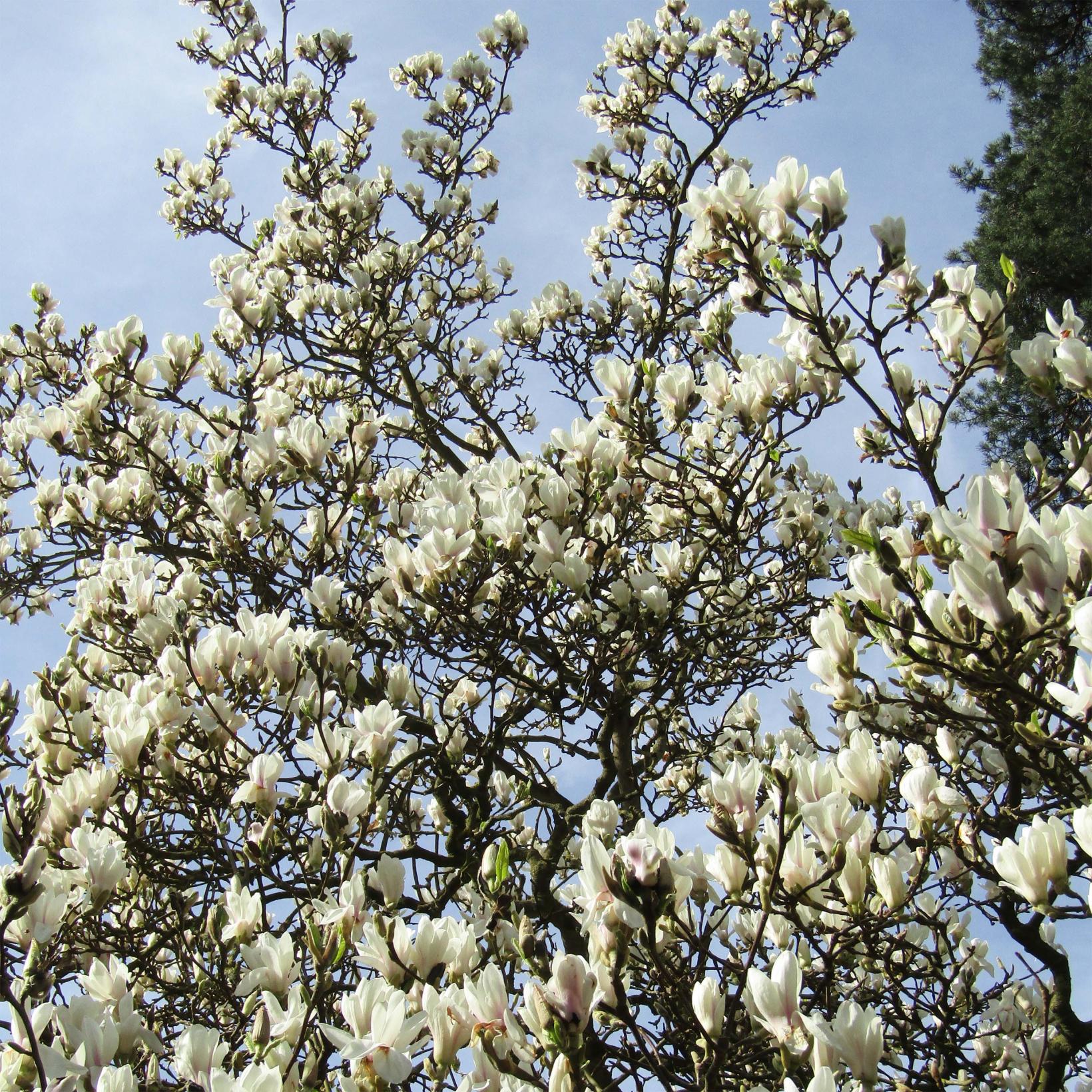Magnolia soulangeana Alba Superba - Magnolia de Soulange à fleurs blanches