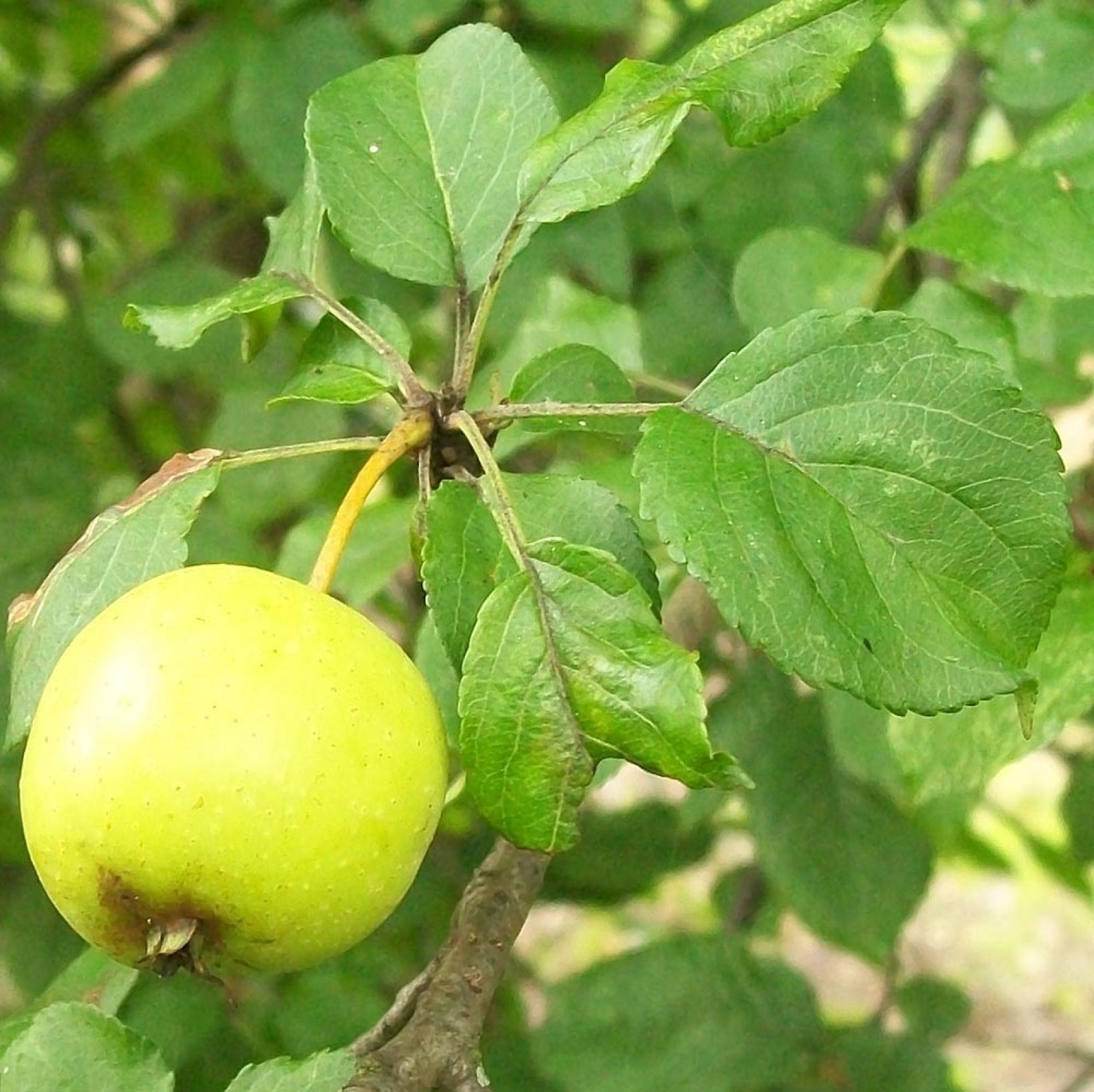 Malus sylvestris - Pommier sauvage à floraison blanc rosé et à petits ...