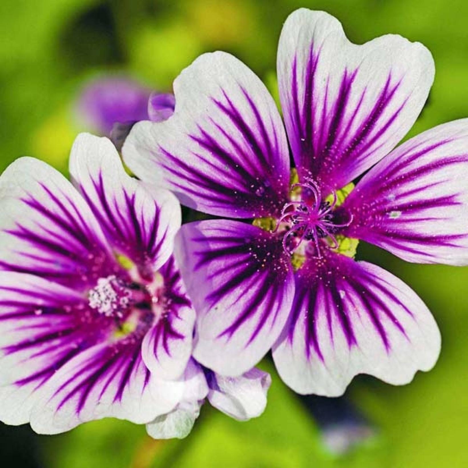 Malva sylvestris Zebrina - Une superbe mauve à fleurs rose striées de ...