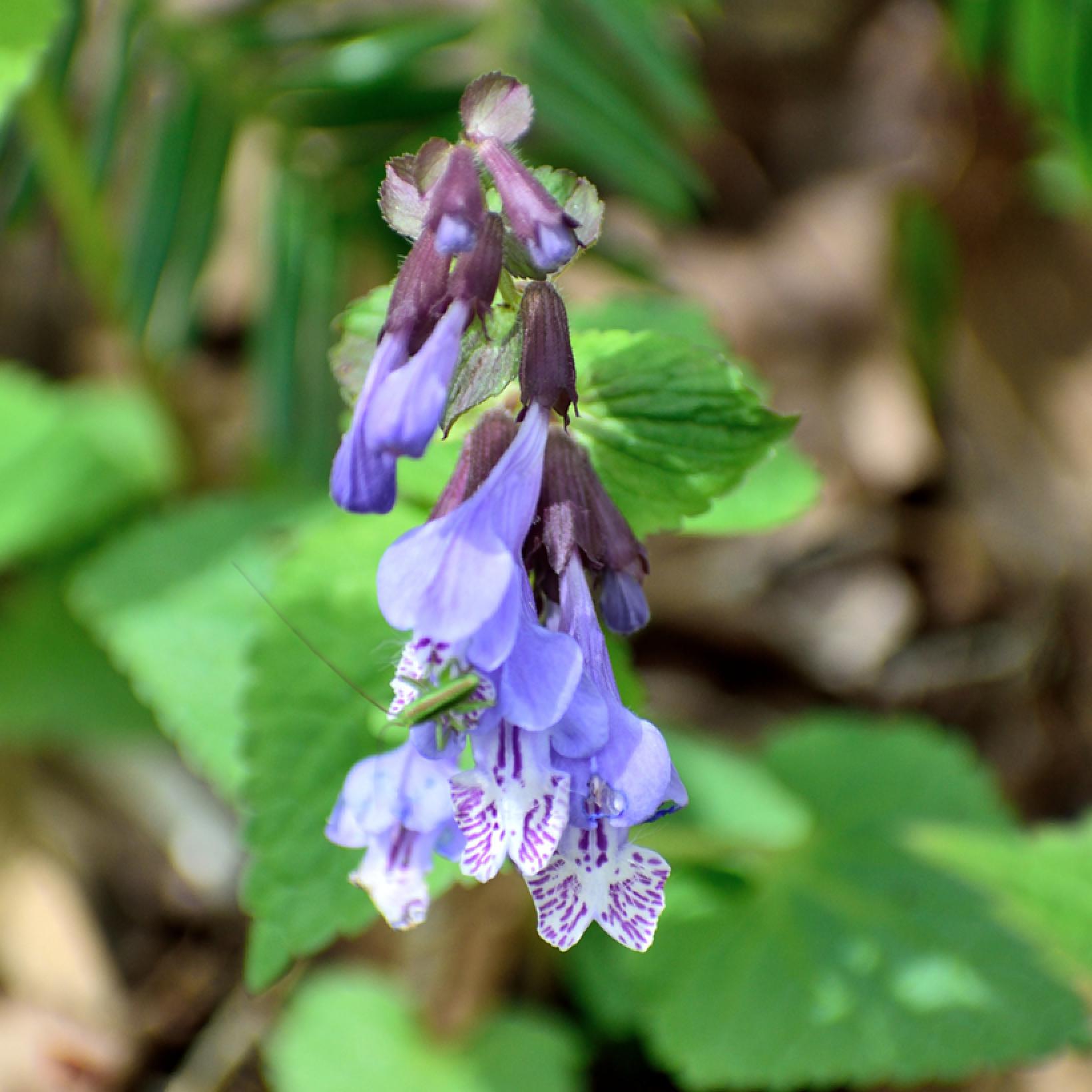 Meehania urticifolia Japan Blau - Vivace couvre-sol de terrain frais ...