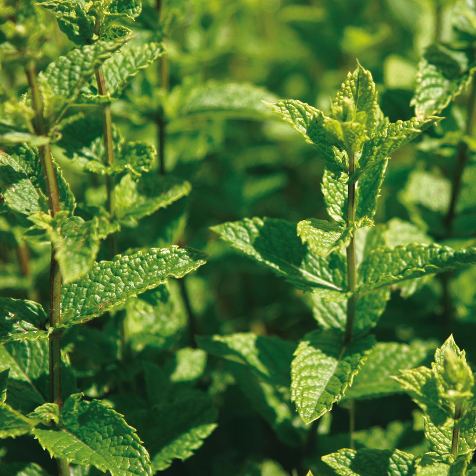 Menthe marocaine - Mentha spicata Nannah - Plant d'aromatique en mini-motte