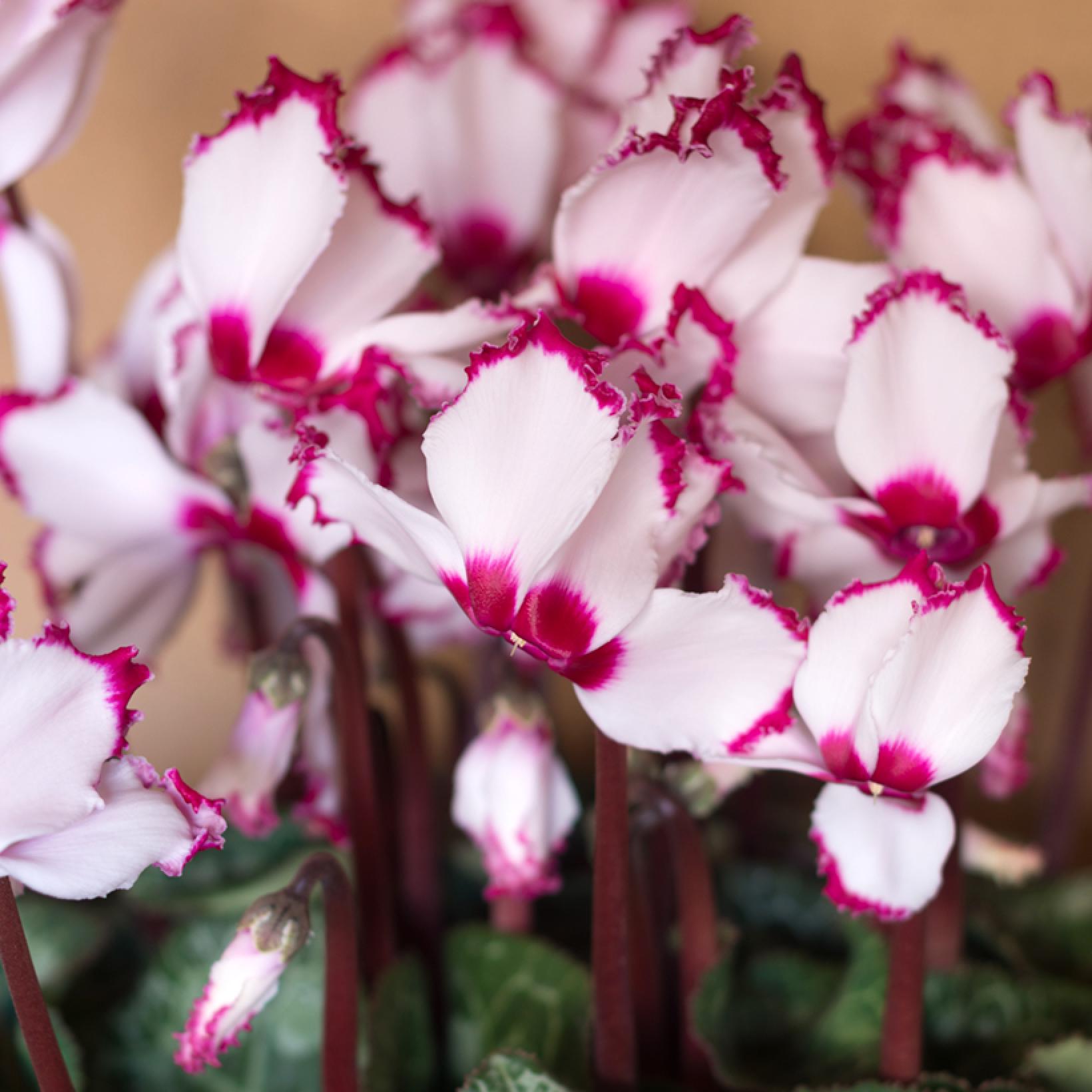Mini Cyclamen Absolu de Morel - Variété compacte et parfumée aux fleurs ...