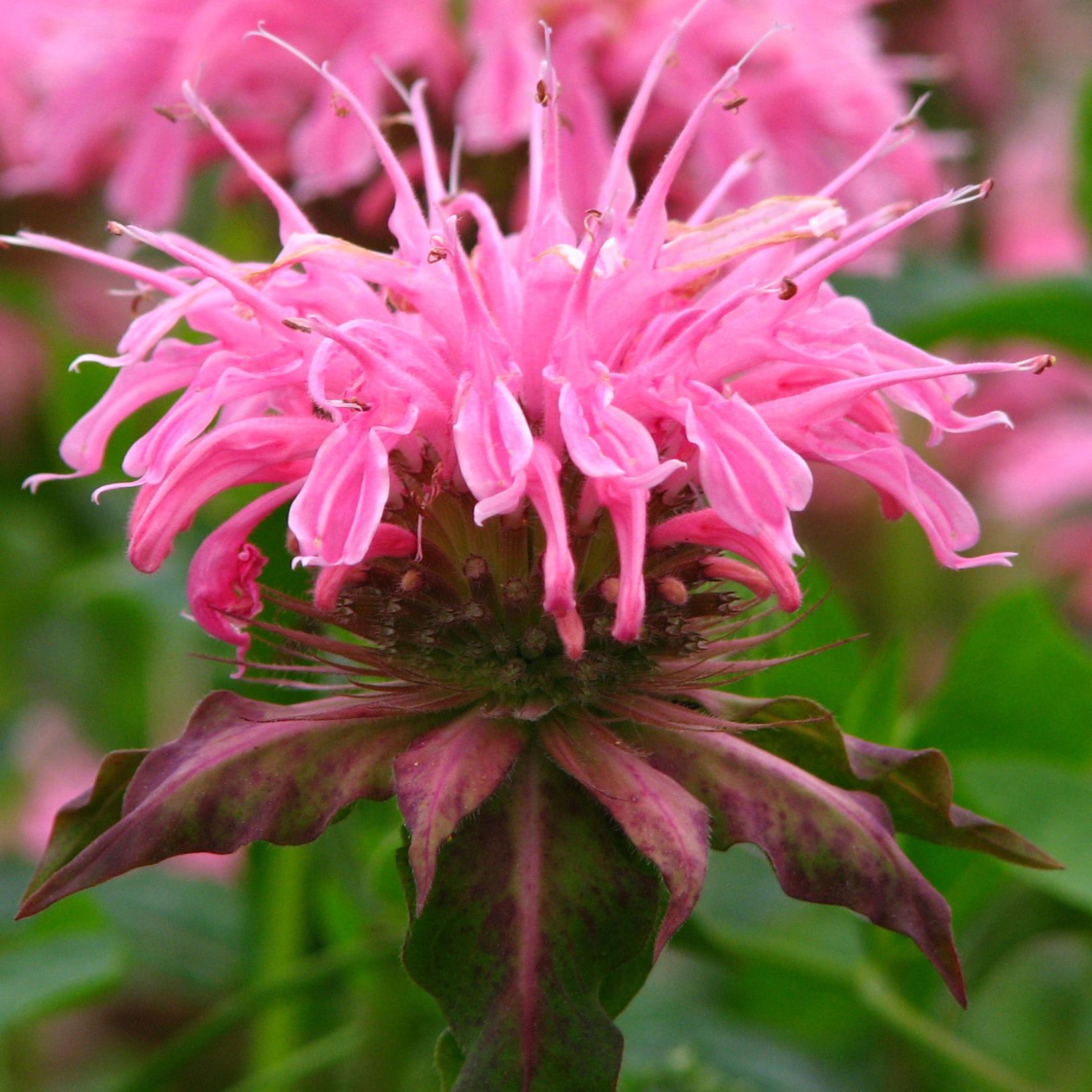 Monarde Croftway Pink - Monarda - Bergamote à fleurs rose tendre