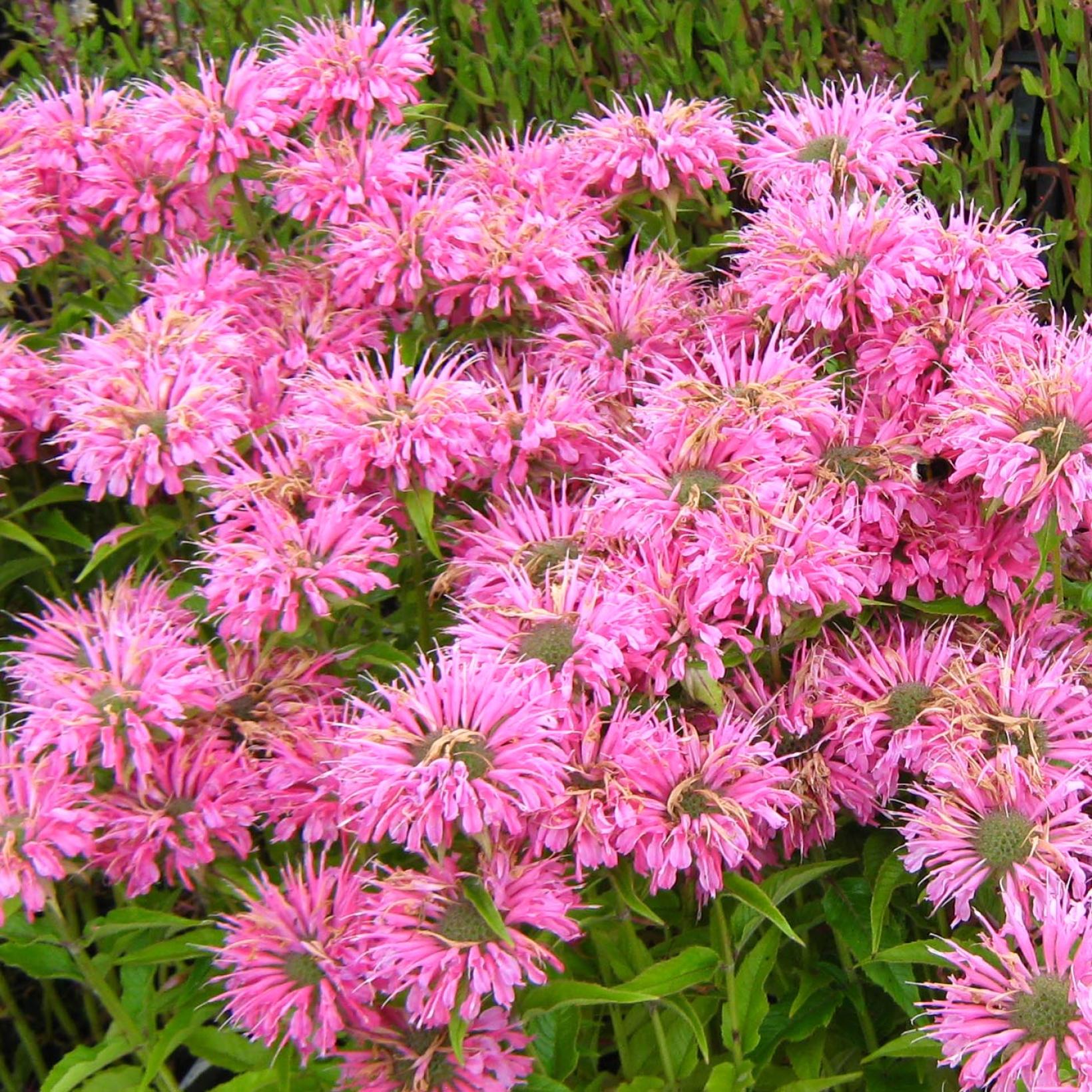 Monarde Pardon Me Pink - Monarda Bergamote - Vivace aromatique rose vif