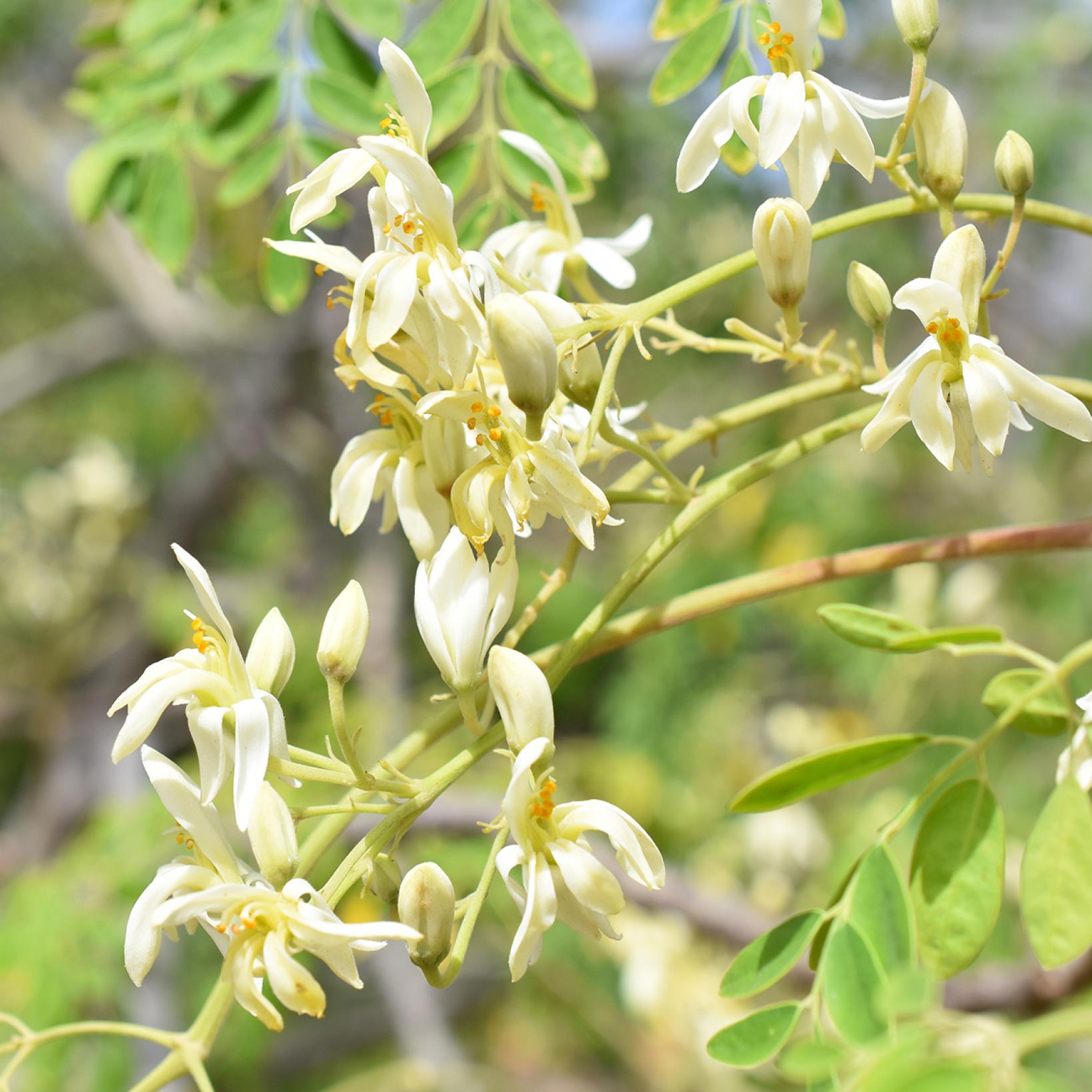 Moringa oleifera - Arbre tropical - Arbre de vie - Plante d'intérieur