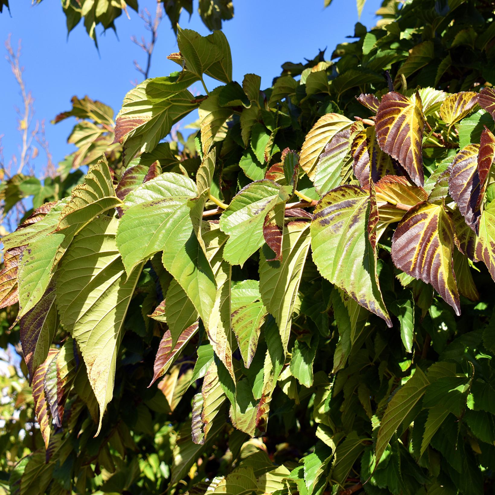 Morus kagayamae, bombycis, australis - Mûrier platane ou à feuilles de ...