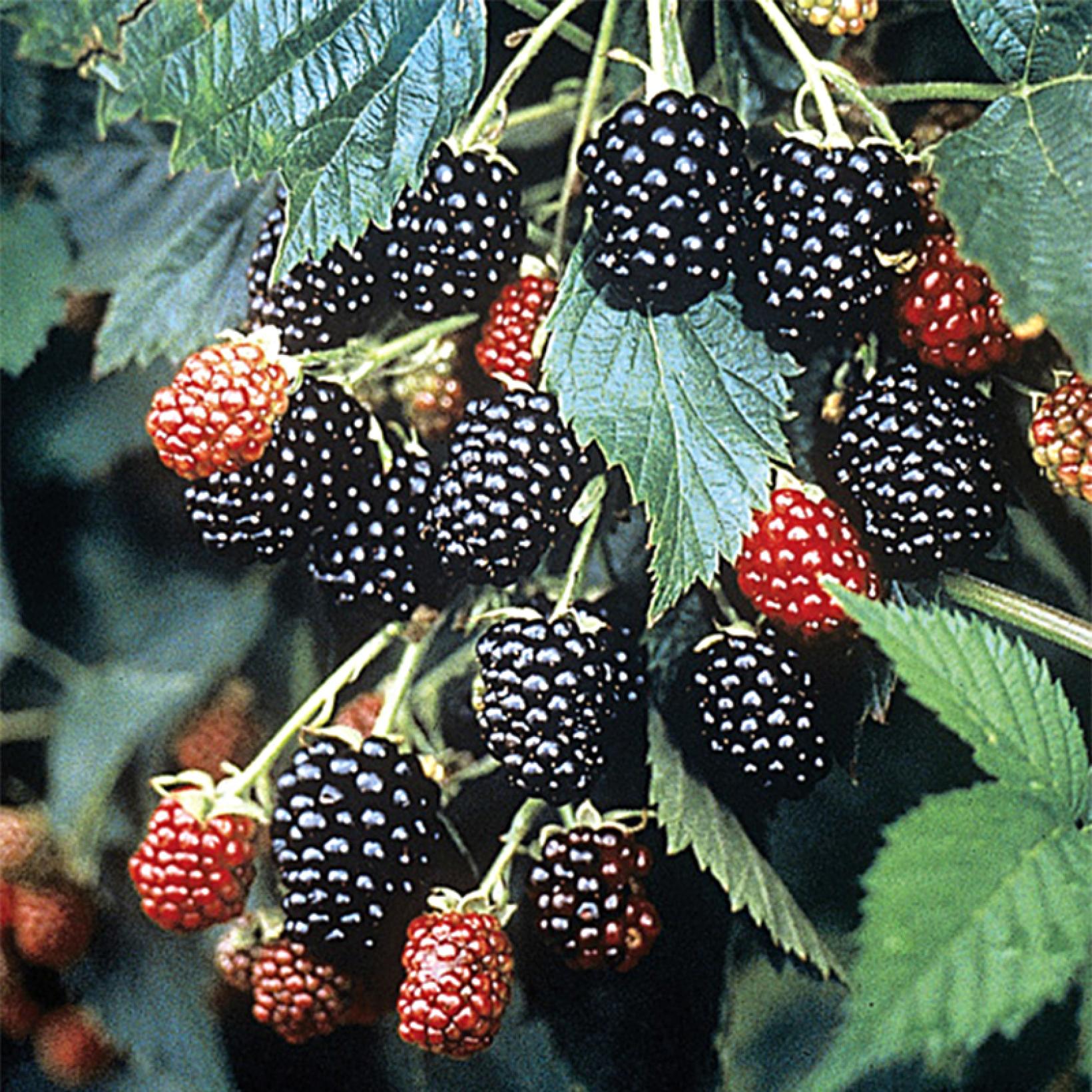 Mûrier Loch Ness - Rubus fruticosus - Mûre des jardins à gros fruits