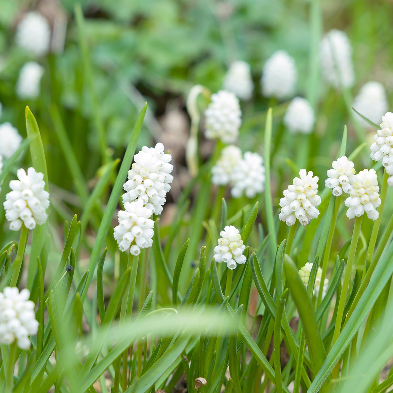 Muscari Aucheri White Magic - Muscari tubergenianum - Bulbeuse assez ...