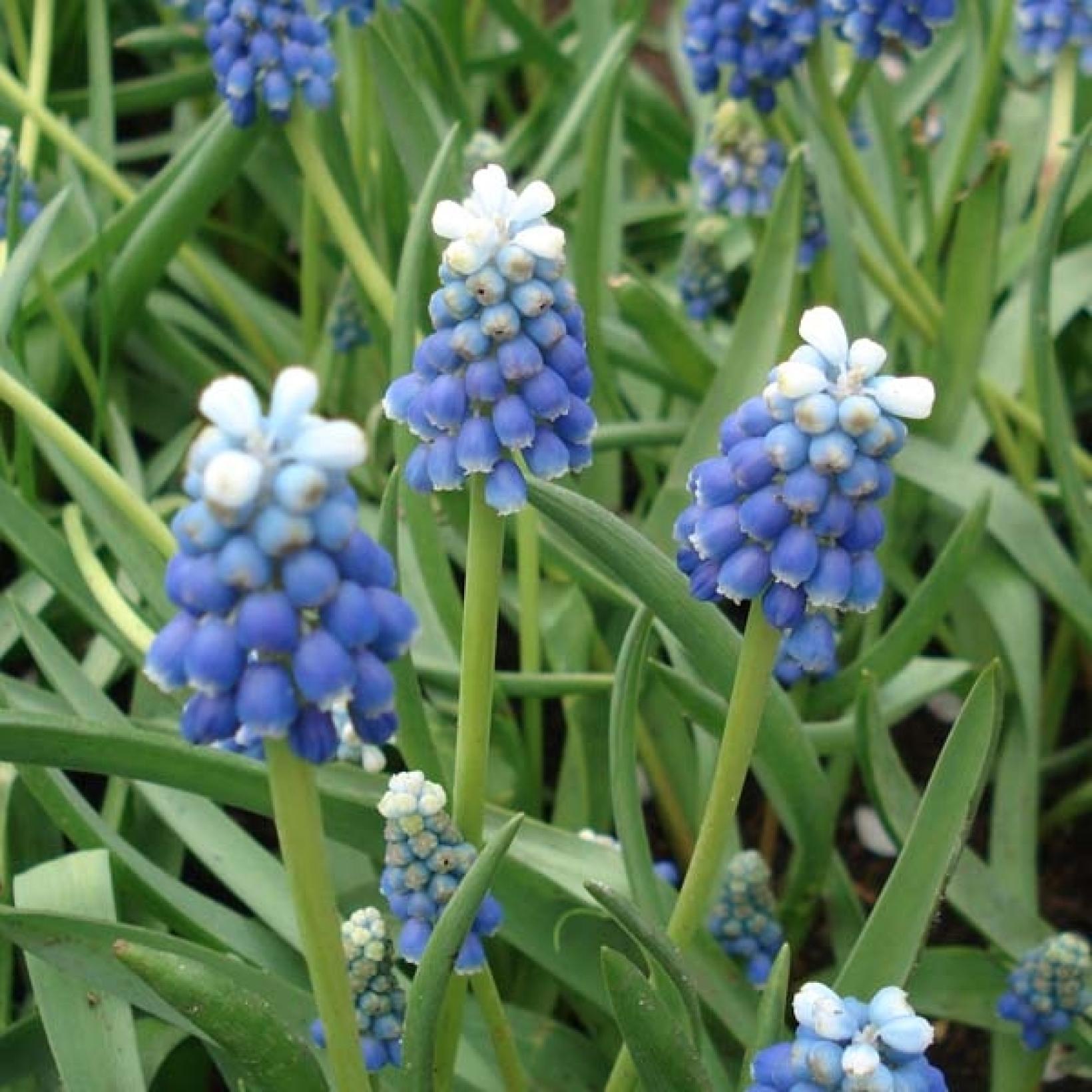 Muscari Mount Hood - Un joli muscari bleu moyen très prolifique pour ...