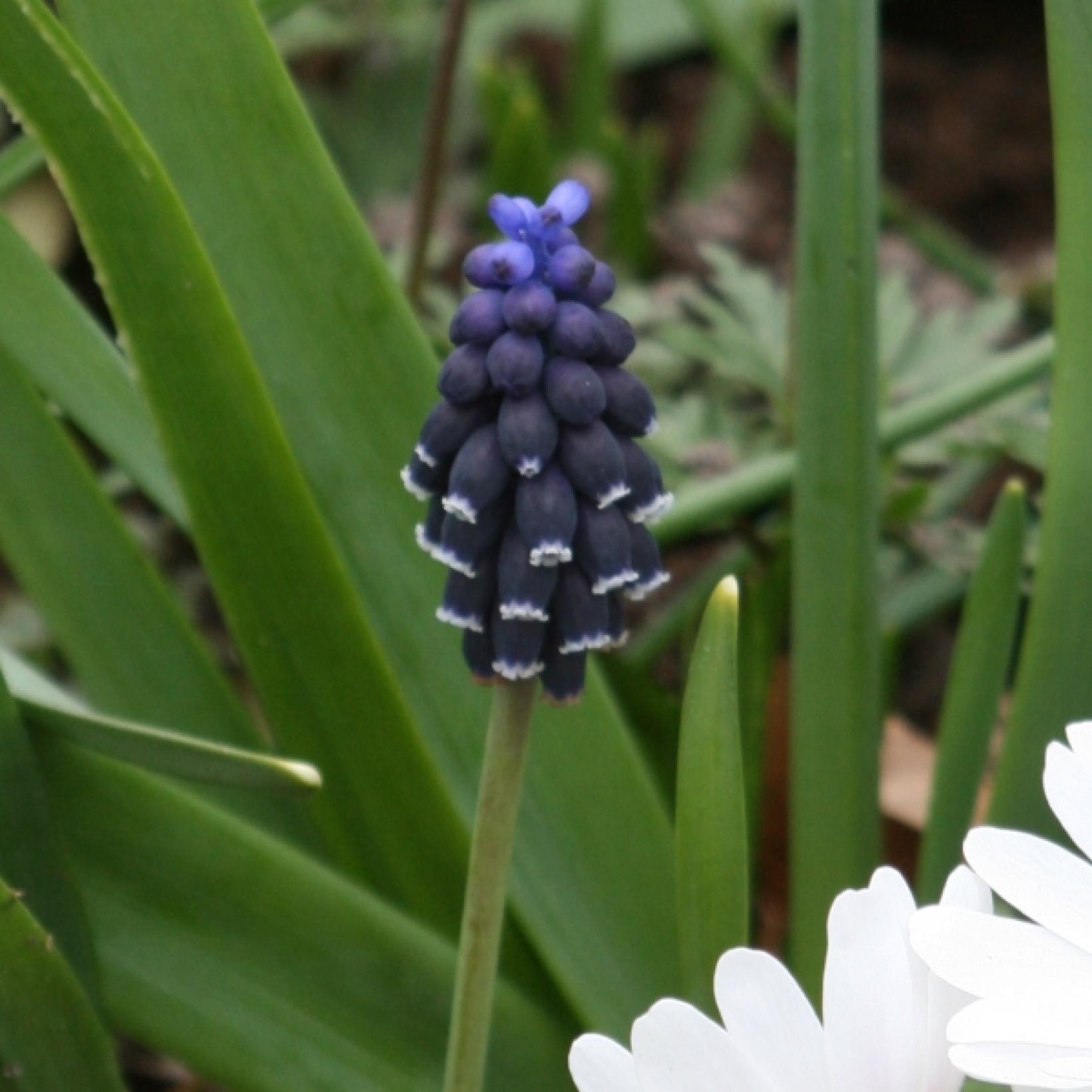 Muscari neglectum - Muscari à grappes bleues bordées de blanc, à ...
