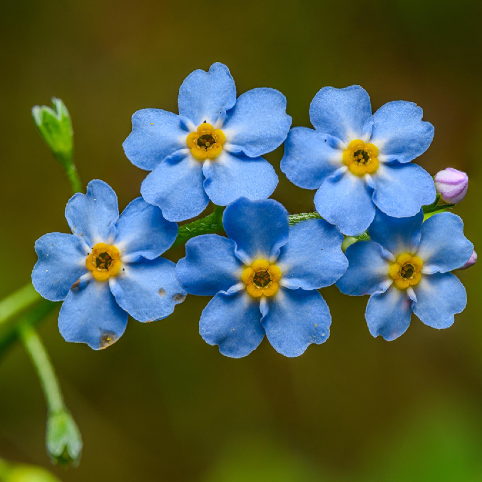 Myosotis scorpioides - Myosotis des marais ou faux scorpion - Vivace ...