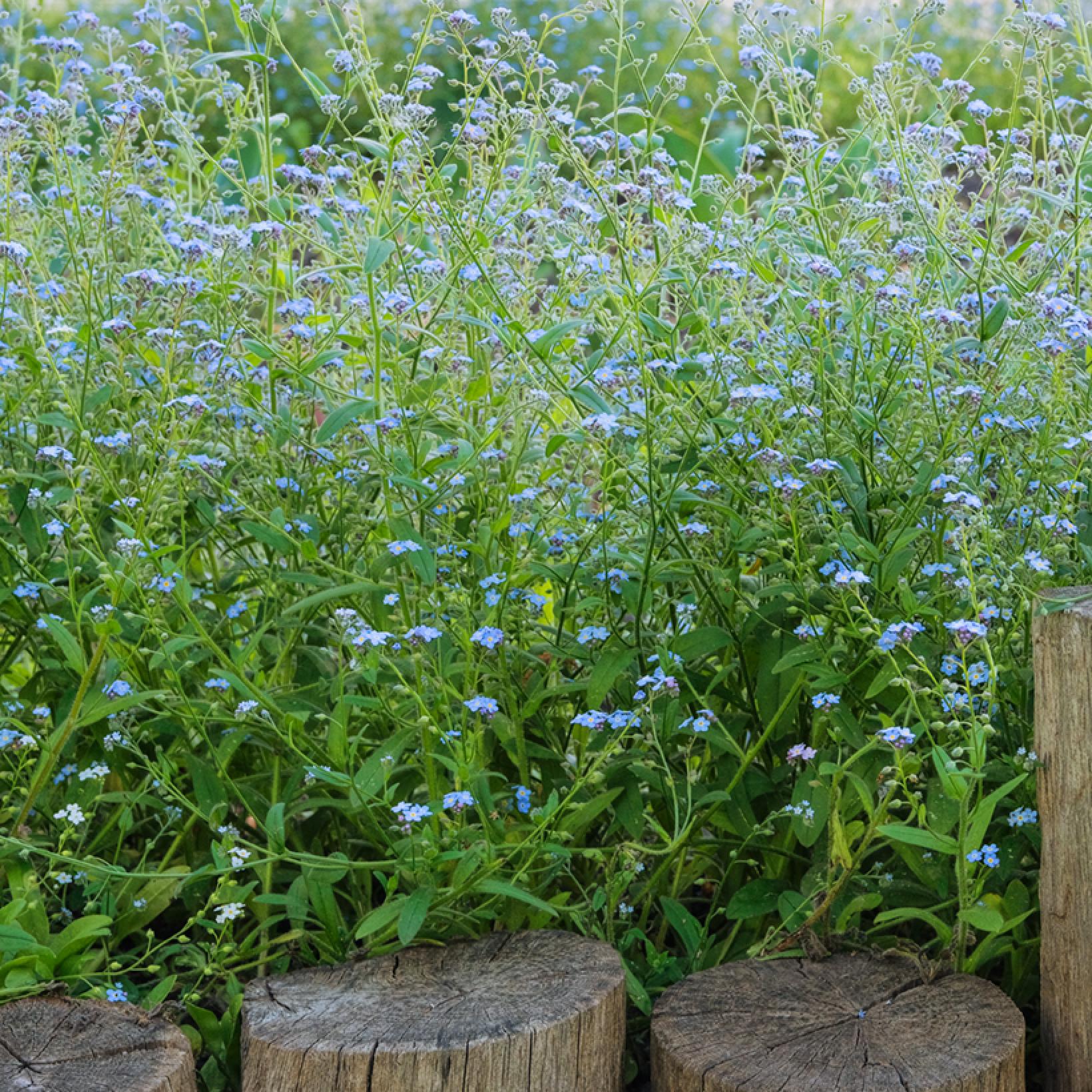 Myosotis scorpioides - Myosotis des marais ou faux scorpion - Vivace ...