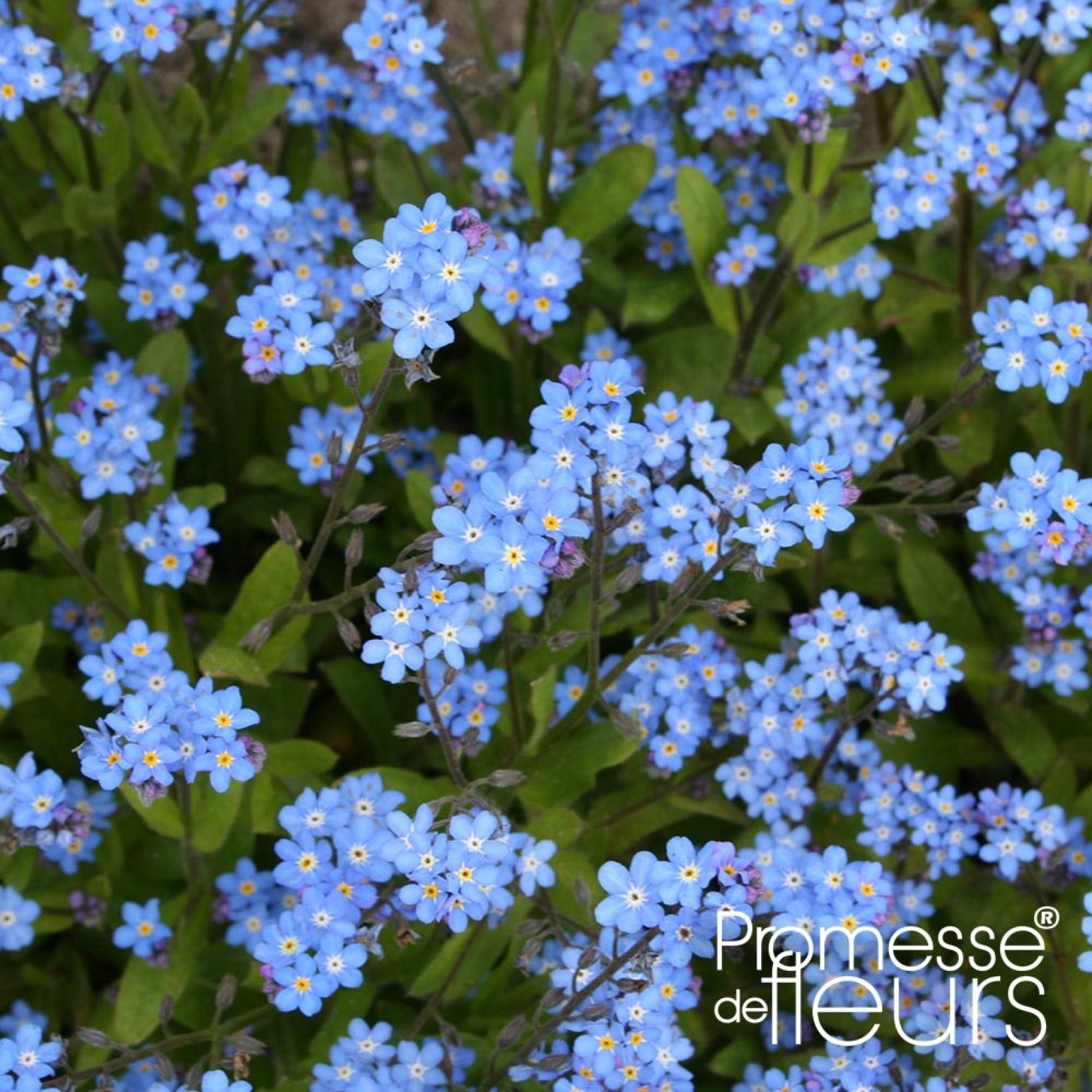 Myosotis sylvatica Savoie Blue - Une variété précoce, à fleurs bleu ...