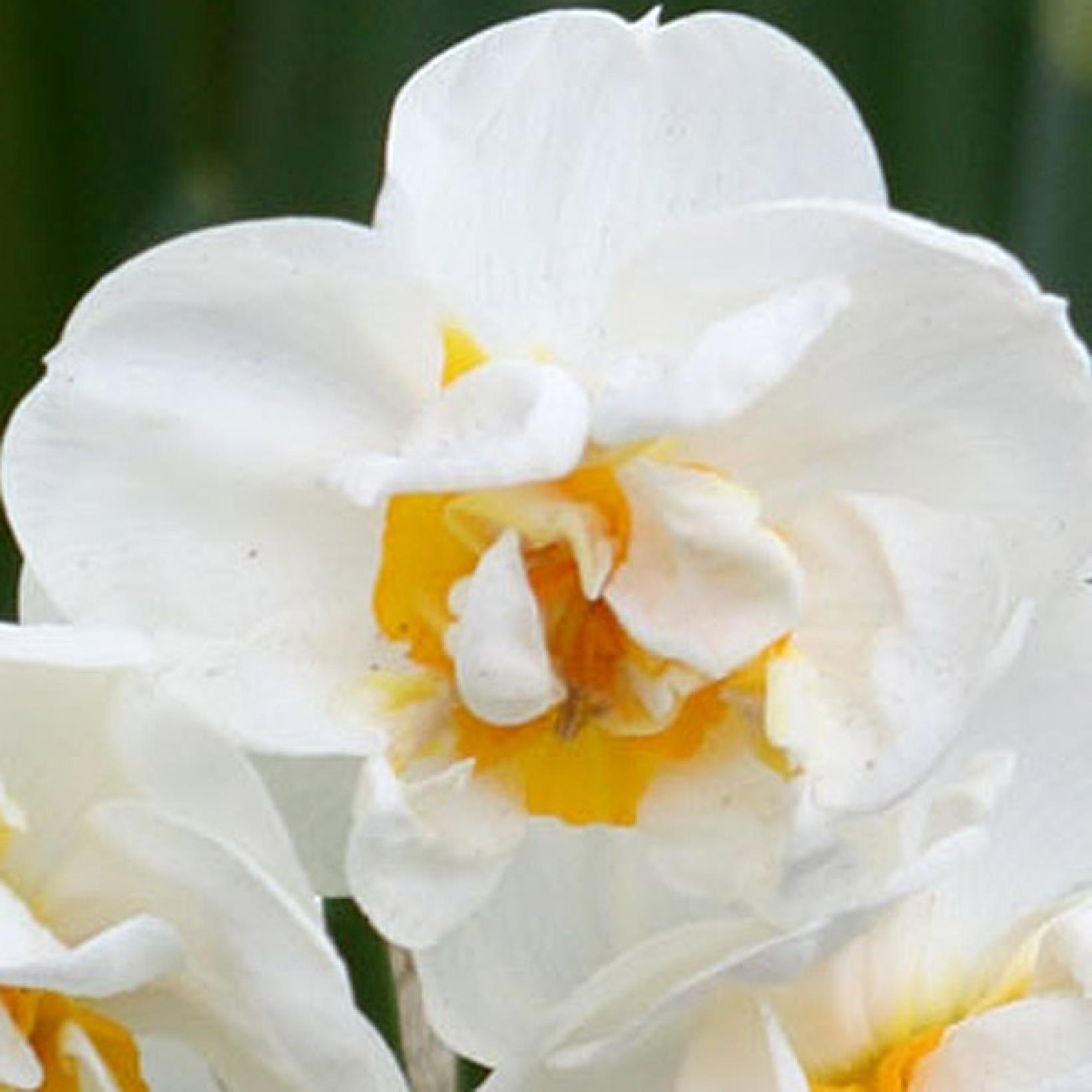 Narcisse Bridal Crown à fleurs d'orchidées blancs parfumés.