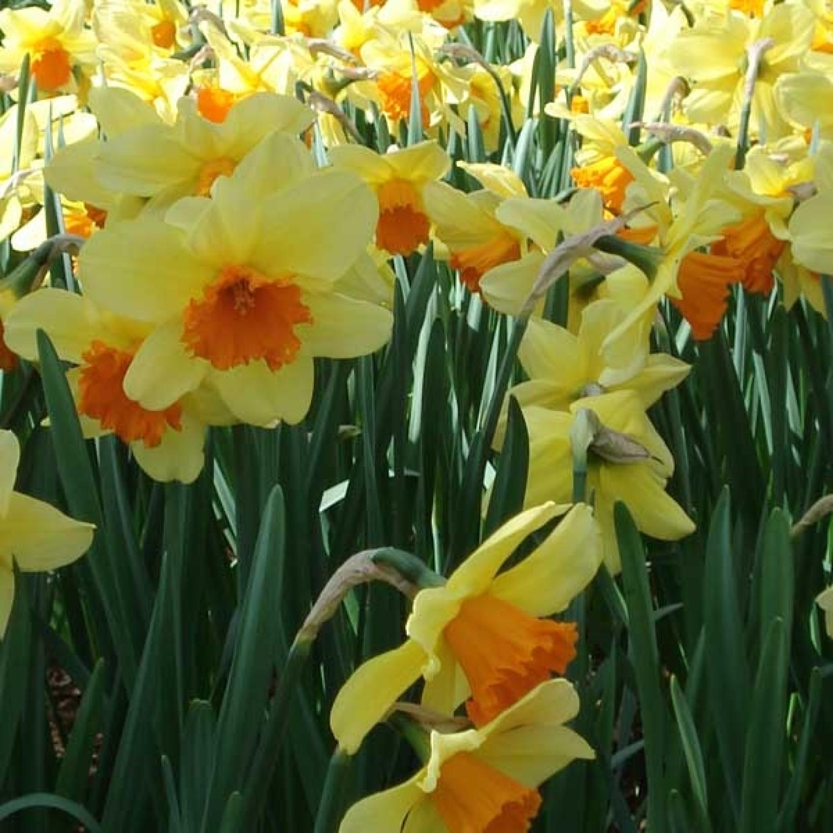 Narcissus Fortissimo - Narcisse à grande couronne orange sur un ...