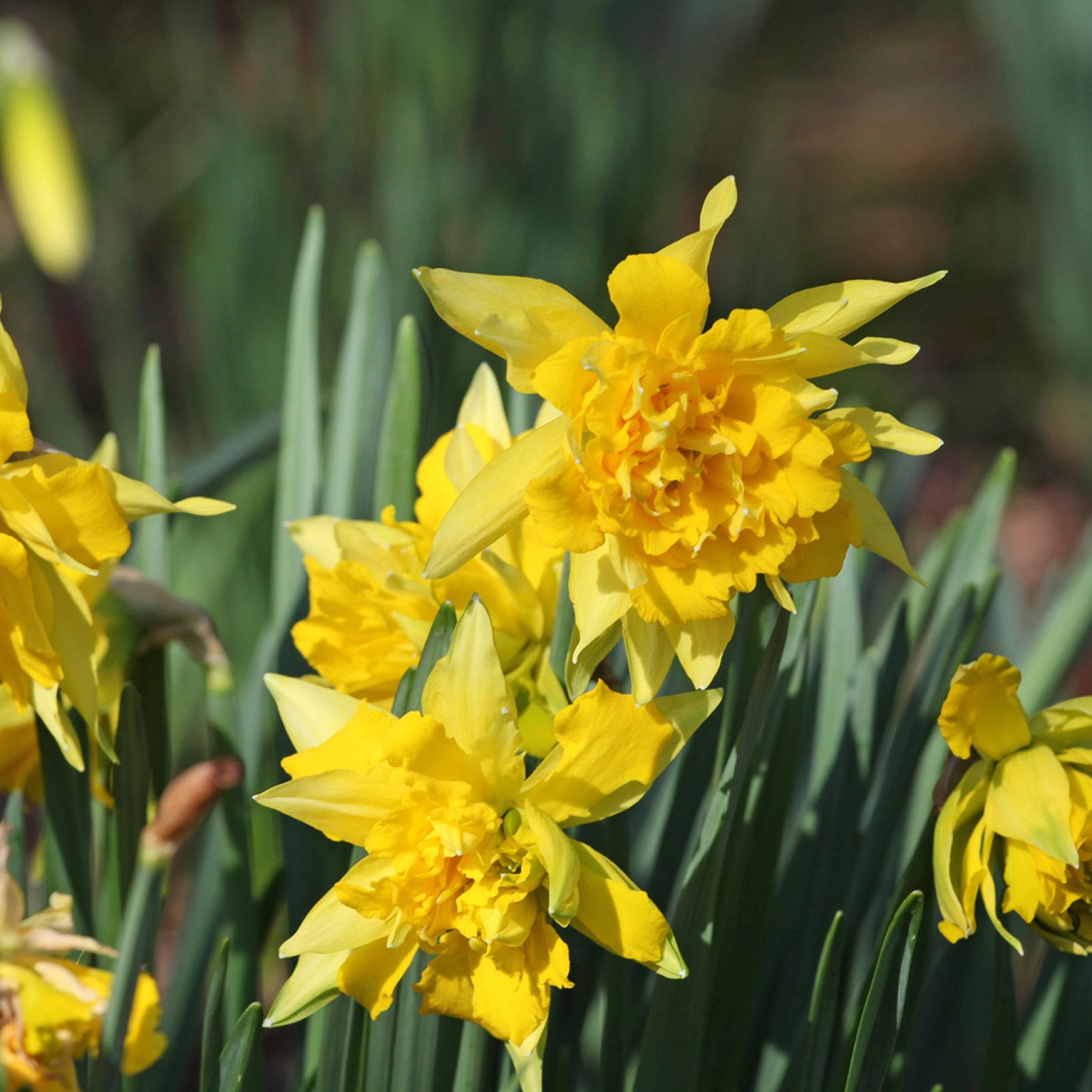Narcissus pumilus Rip Van Winkle - Mini narcisse aux petites fleurs ...