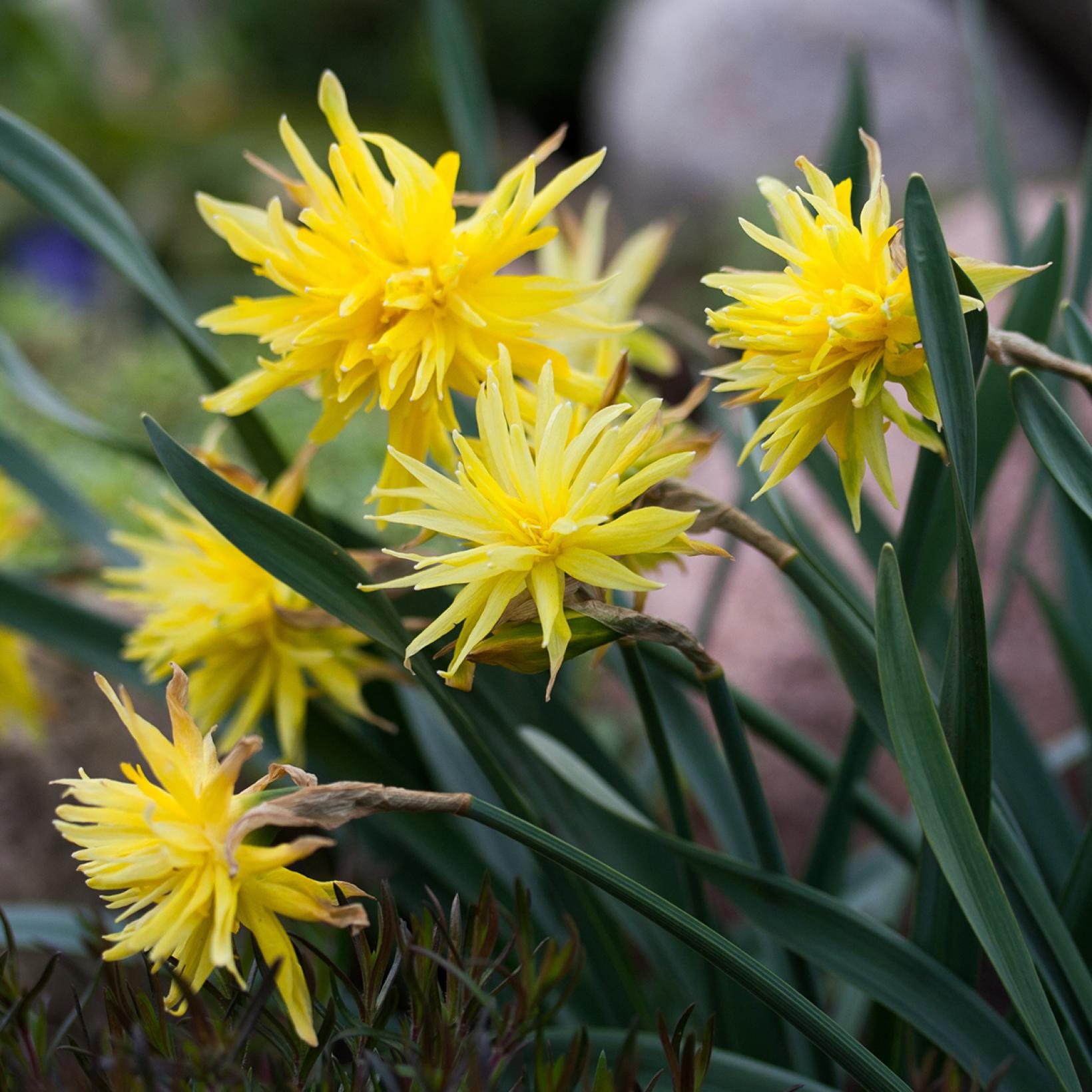 Narcissus pumilus Rip Van Winkle - Mini narcisse aux petites fleurs ...